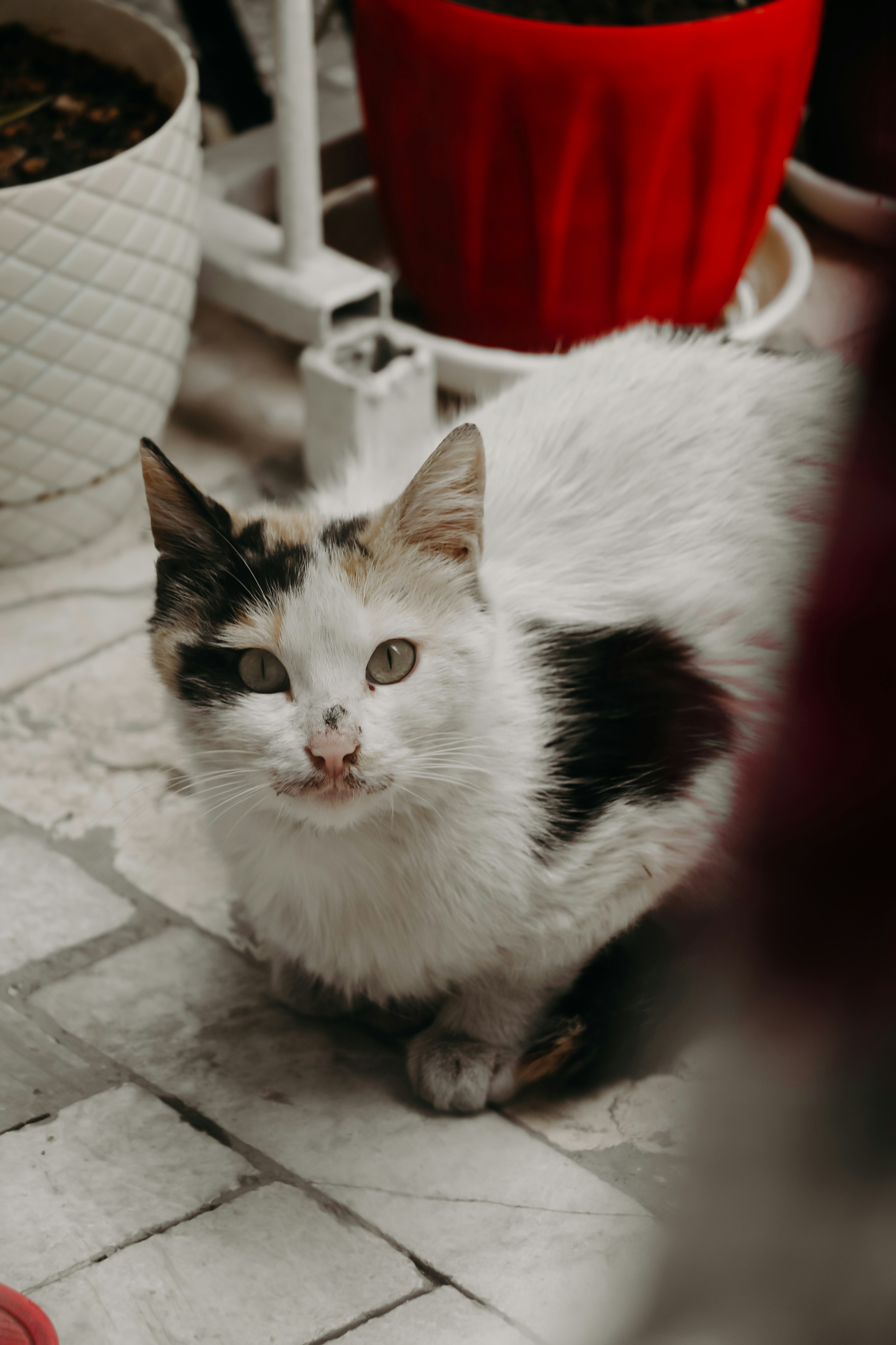 A cute, spotted cat is looking at the camera. photo – Free Iran Image ...