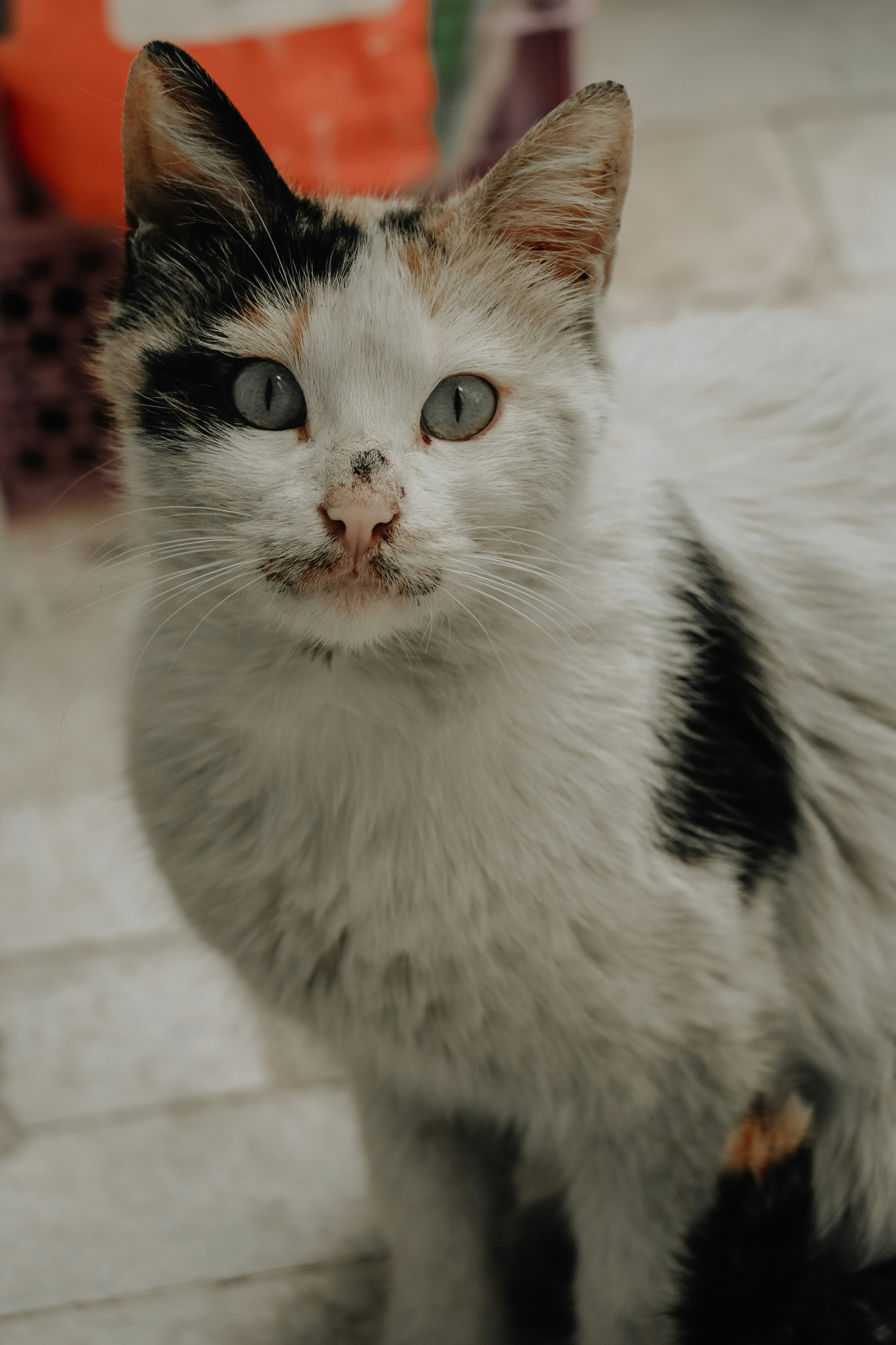 Patchwork of Whiskers: A Calico's Calm Gaze