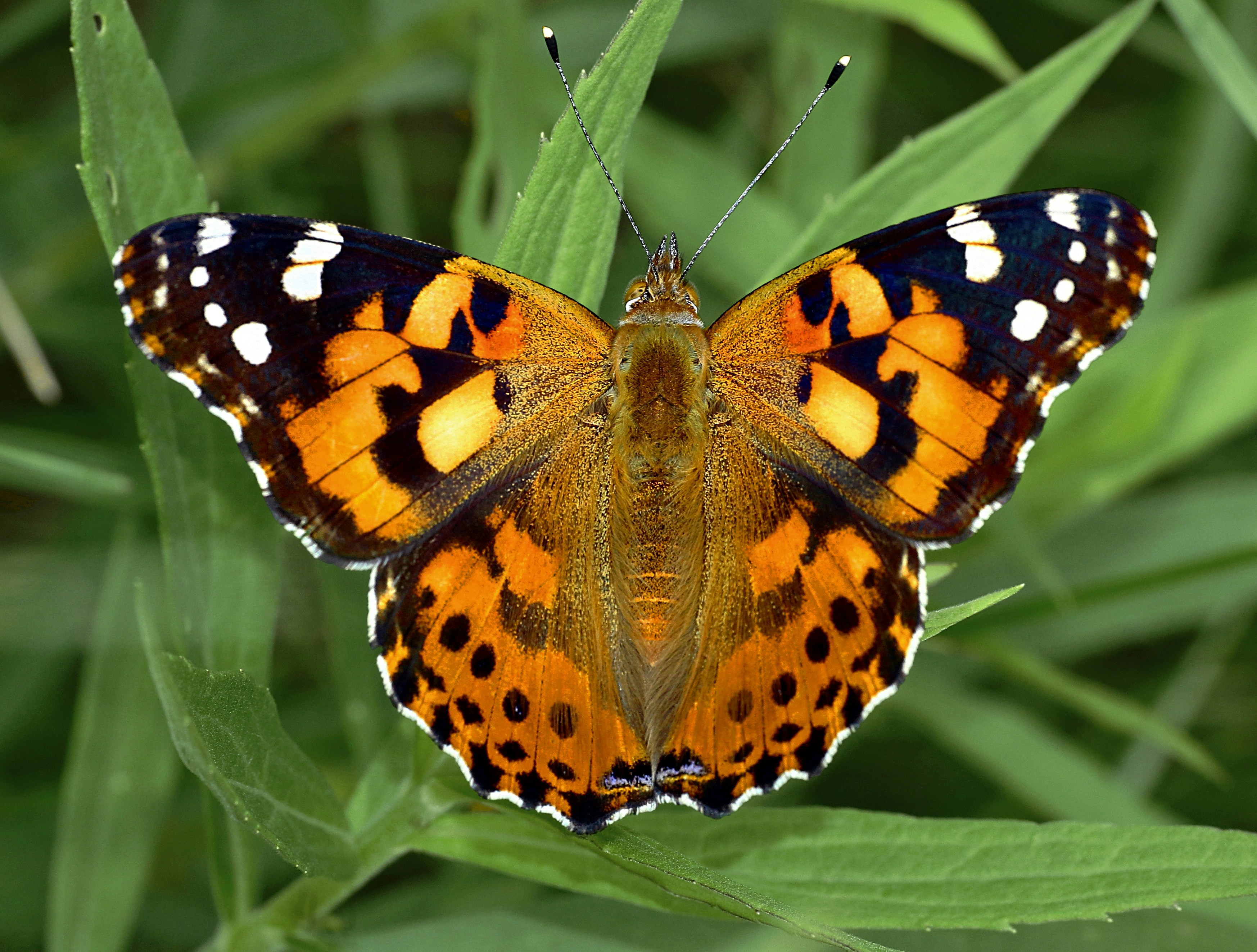 A beautiful butterfly is resting on green leaves. photo – Free ...