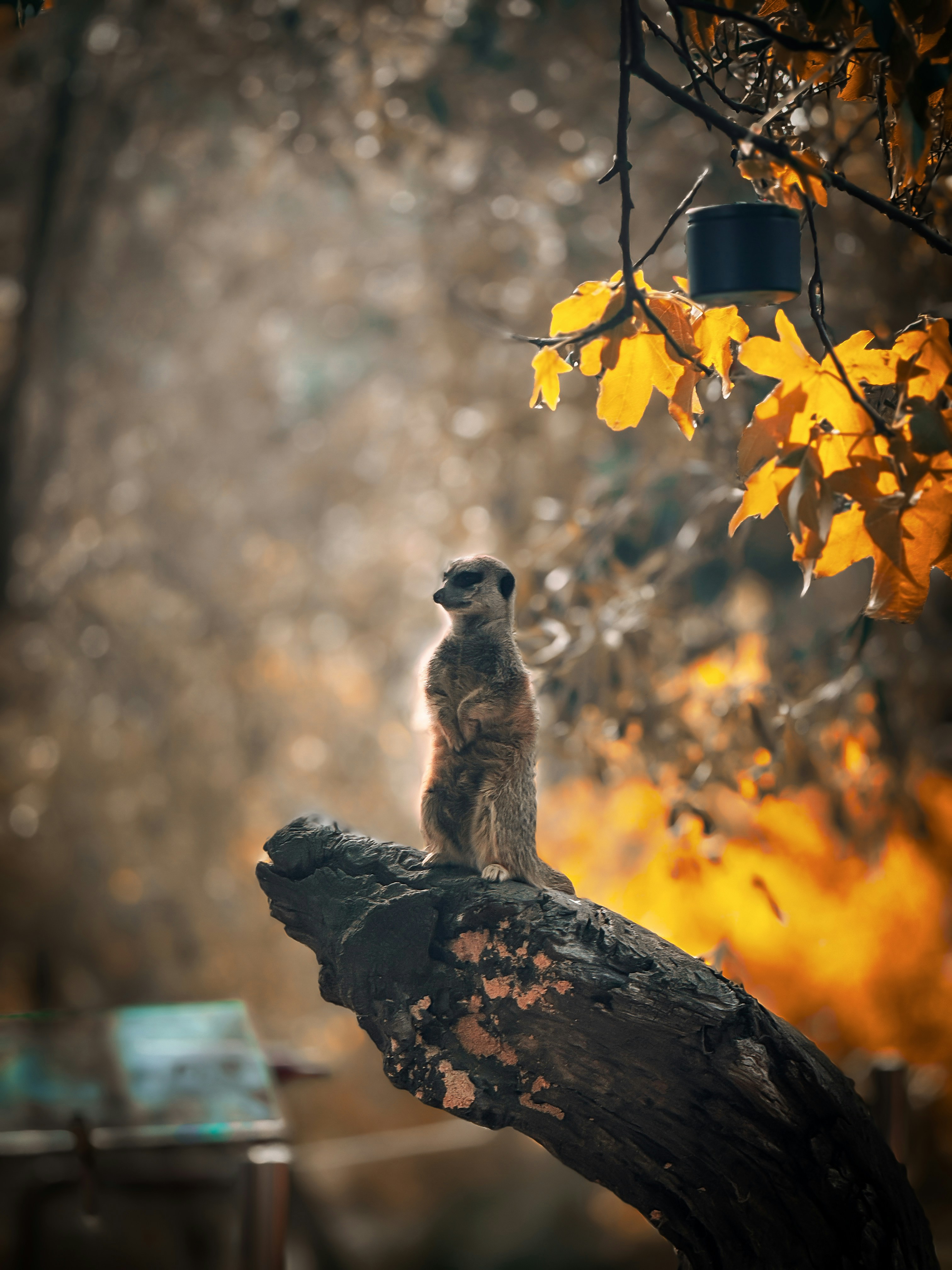 Autumn Sentinel on a Sunlit Branch