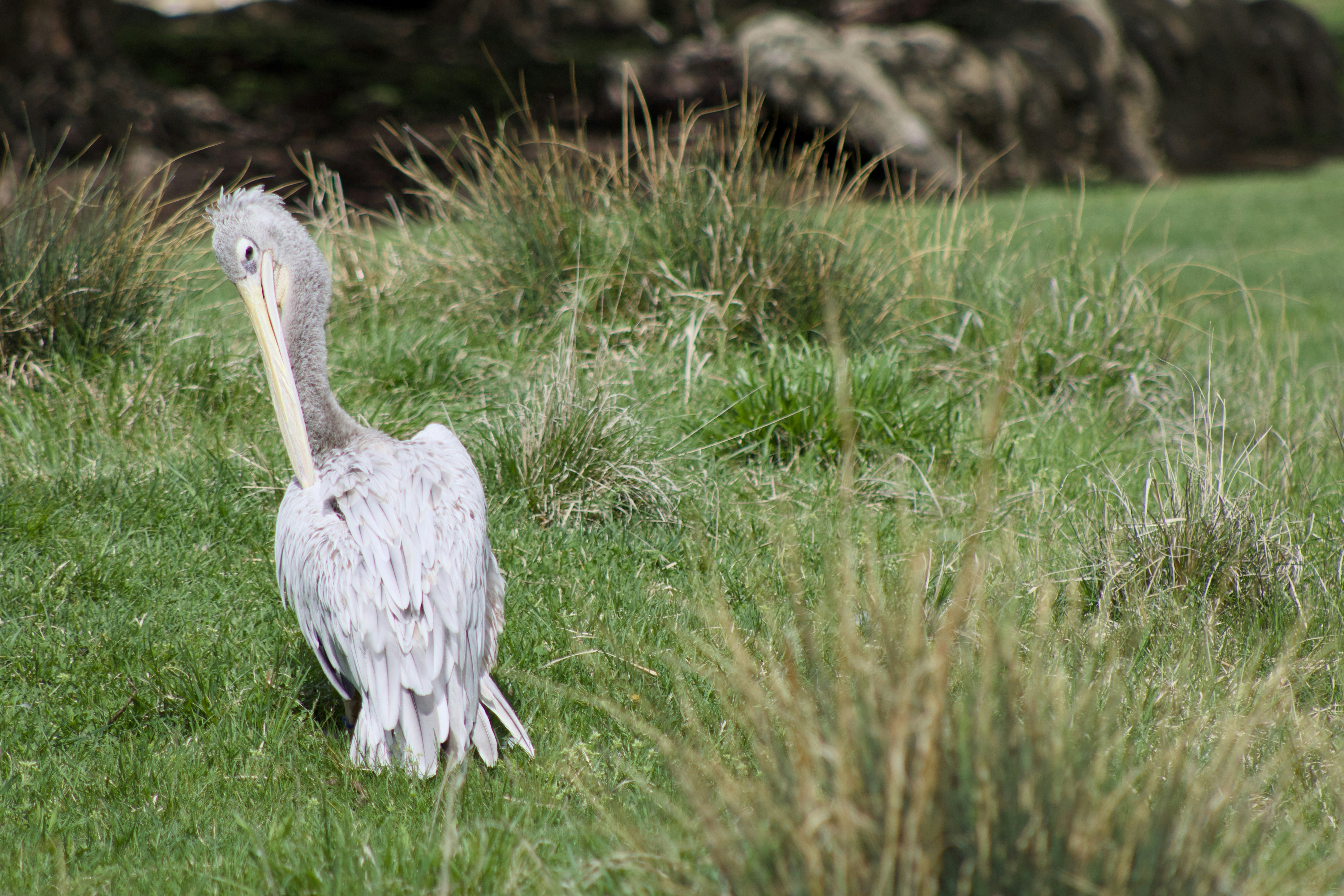 Pelican Pause in a Meadow of Green Tufts
