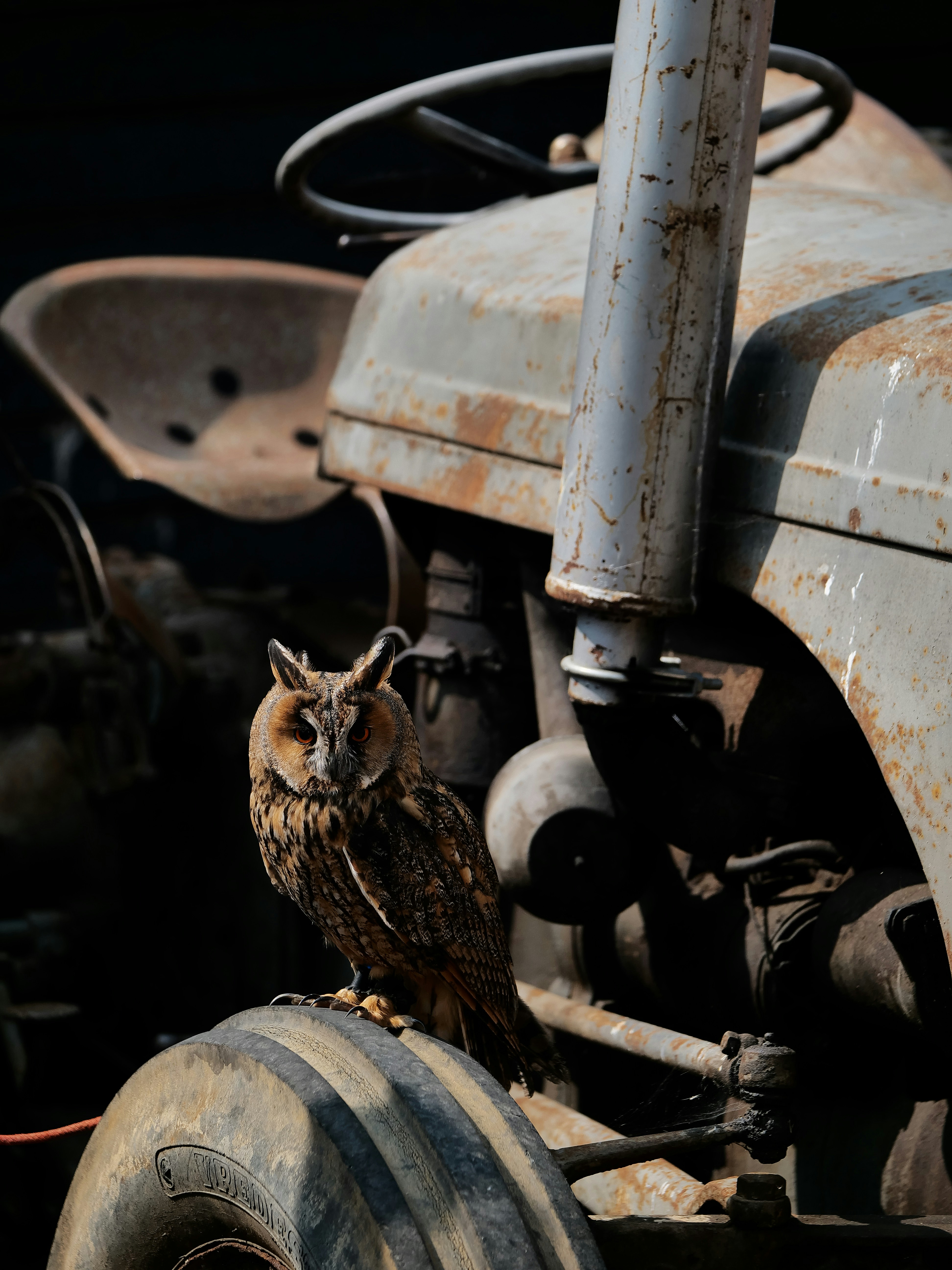 Midnight Watch on Rusted Steel: An Owl Perched on a Weathered Tractor