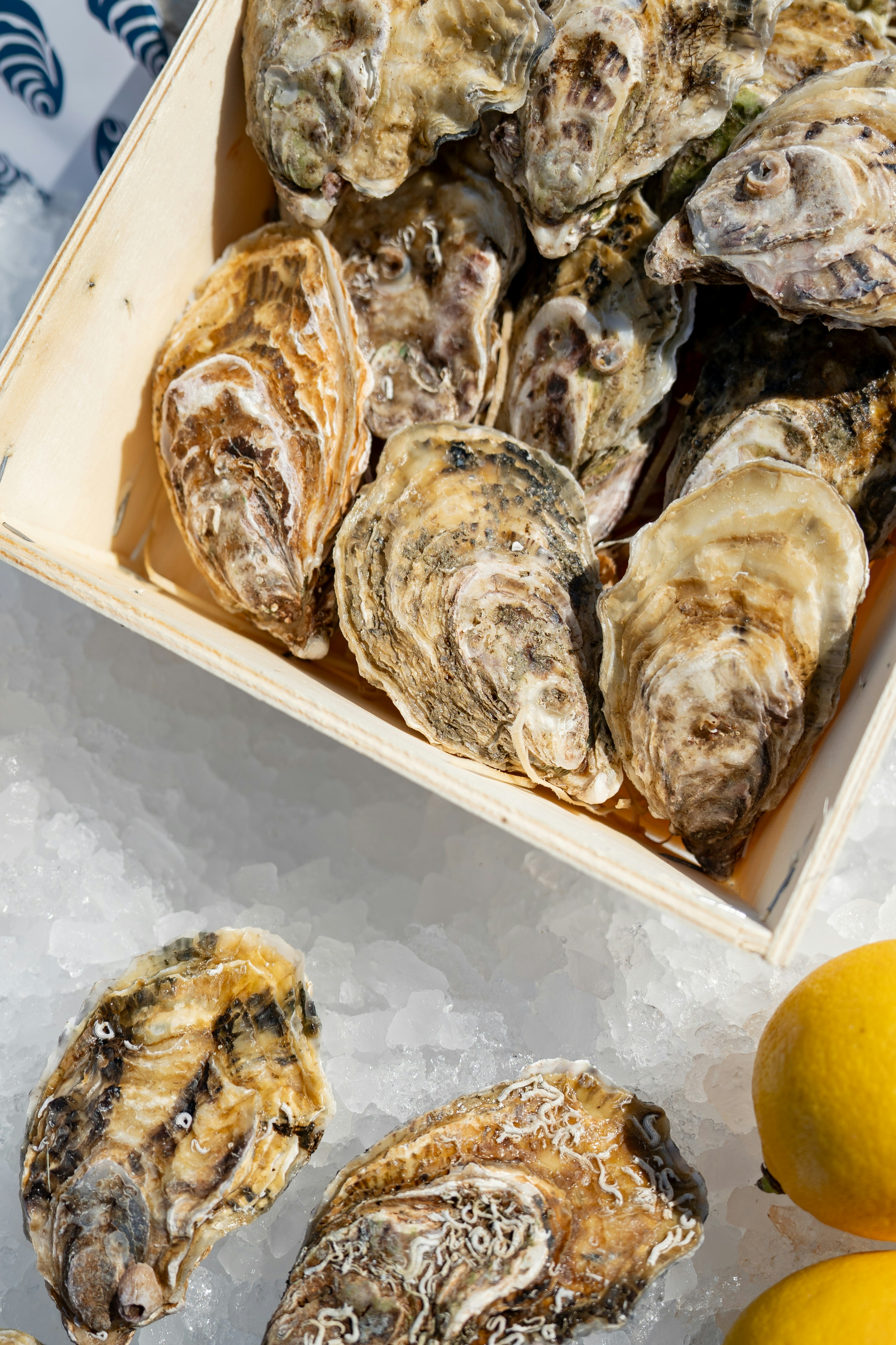 Fresh oysters are displayed in a wooden box. photo – Free Food and ...