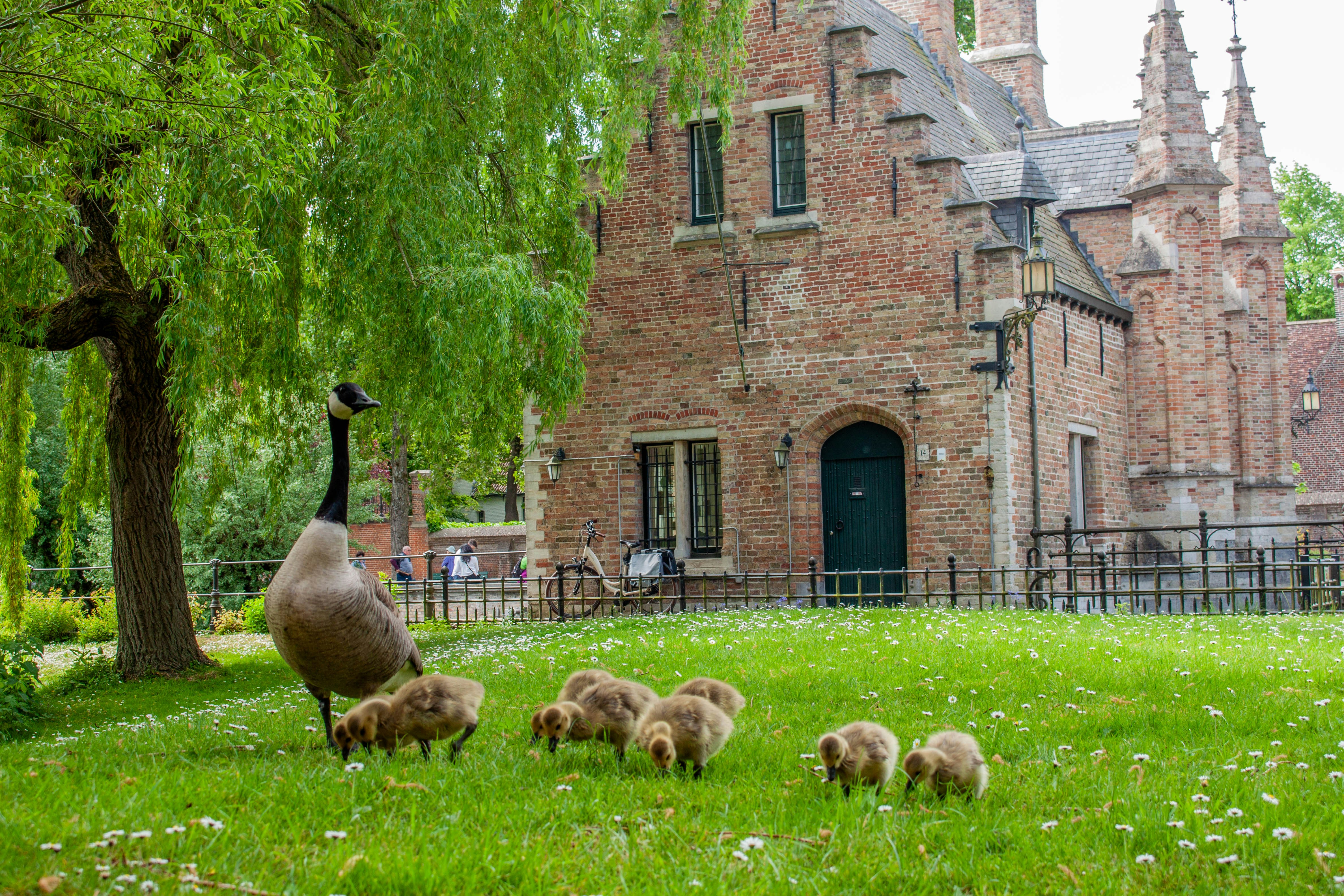 Pastoral Parade: A Goose Family Traverses a Sunlit Campus Courtyard