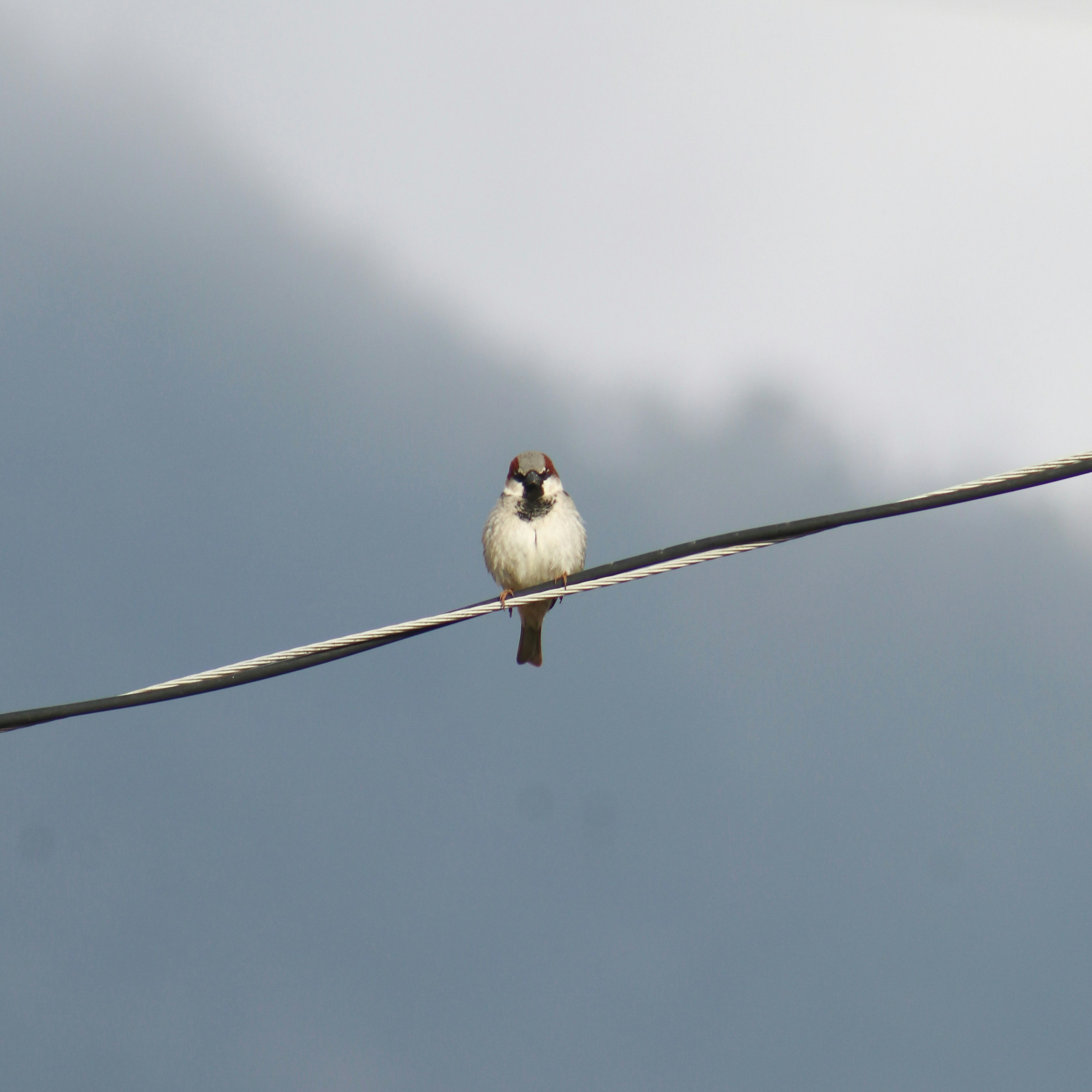 A Moment of Stillness: The Sparrow's Gaze