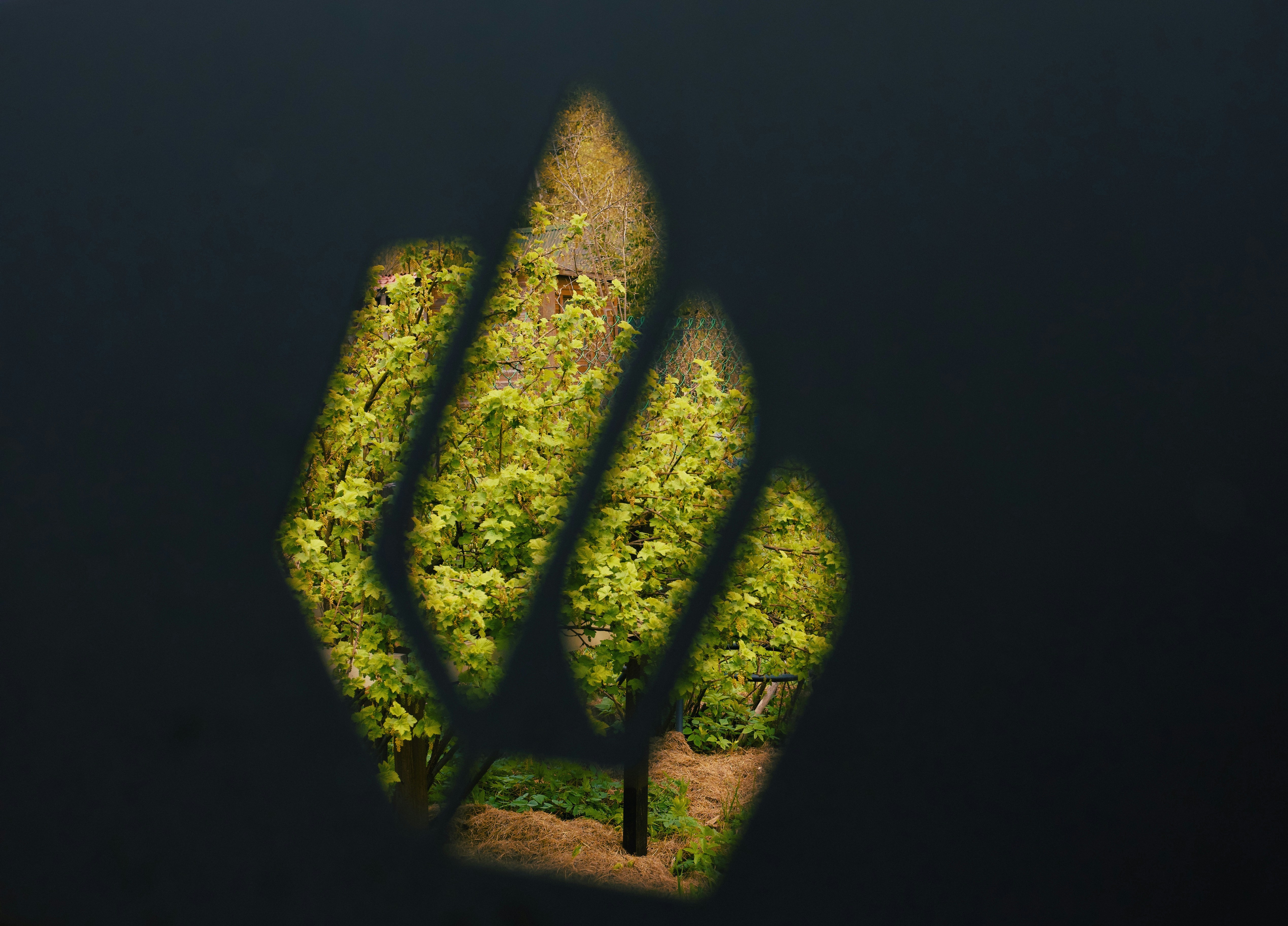 A fist shaped silhouette reveals lush green trees. photo – Free Image ...