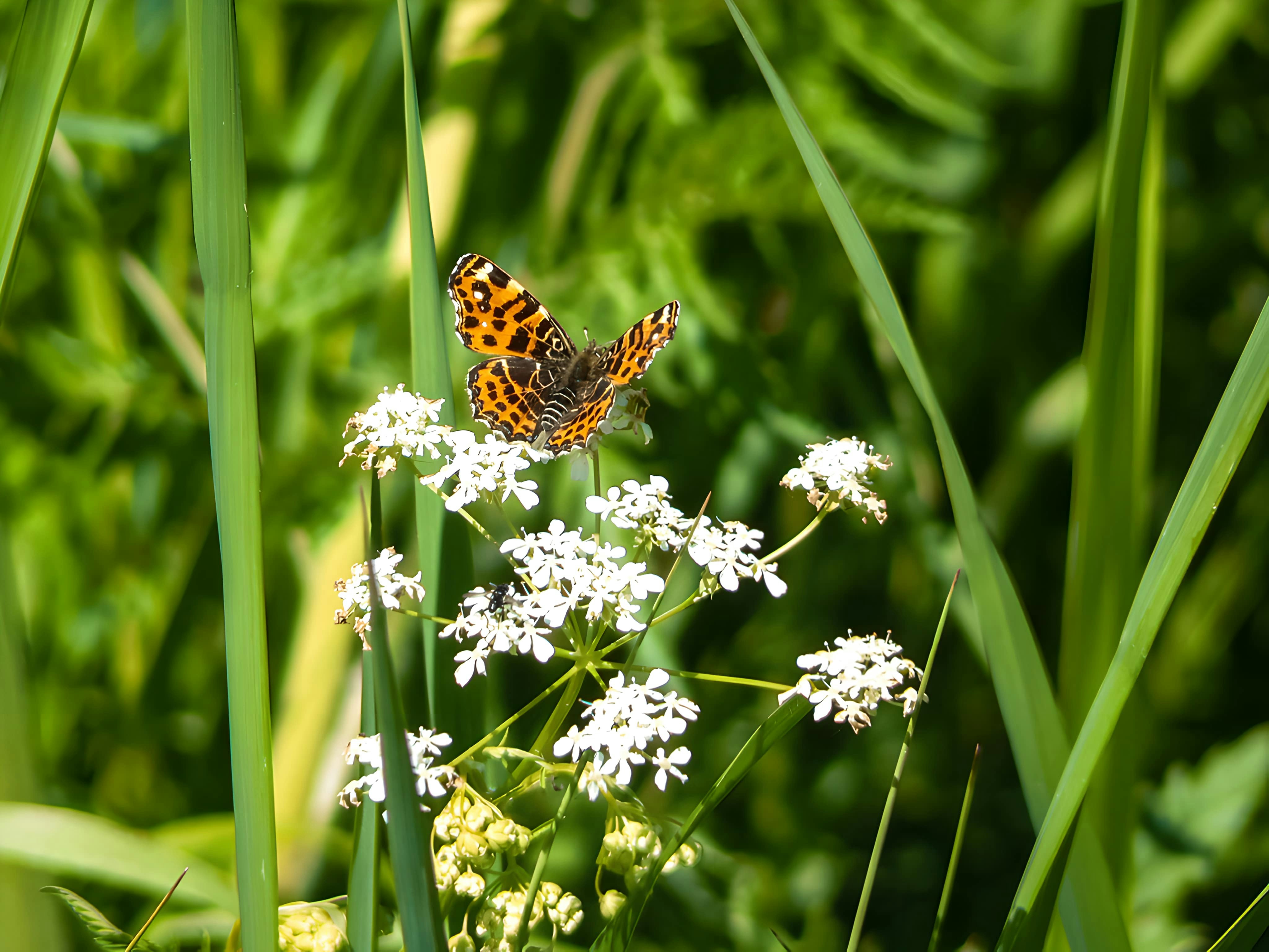 Butterfly perched on delicate white flowers, surrounded by lush green foliage. The vibrant colors of the butterfly contrast beautifully with the serene background.