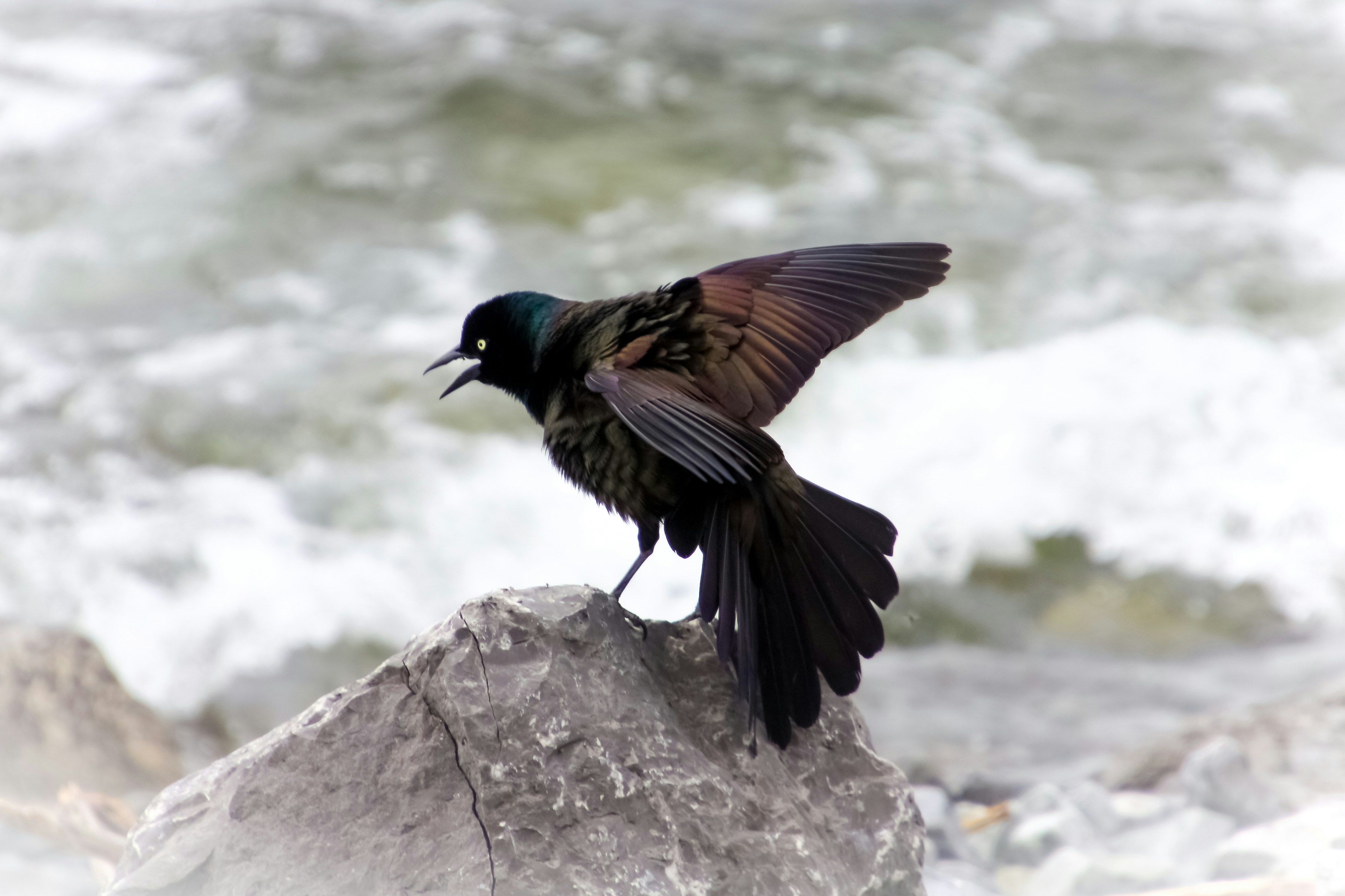 River Rock Sentinel: A glossy starling poised as white water swirls behind