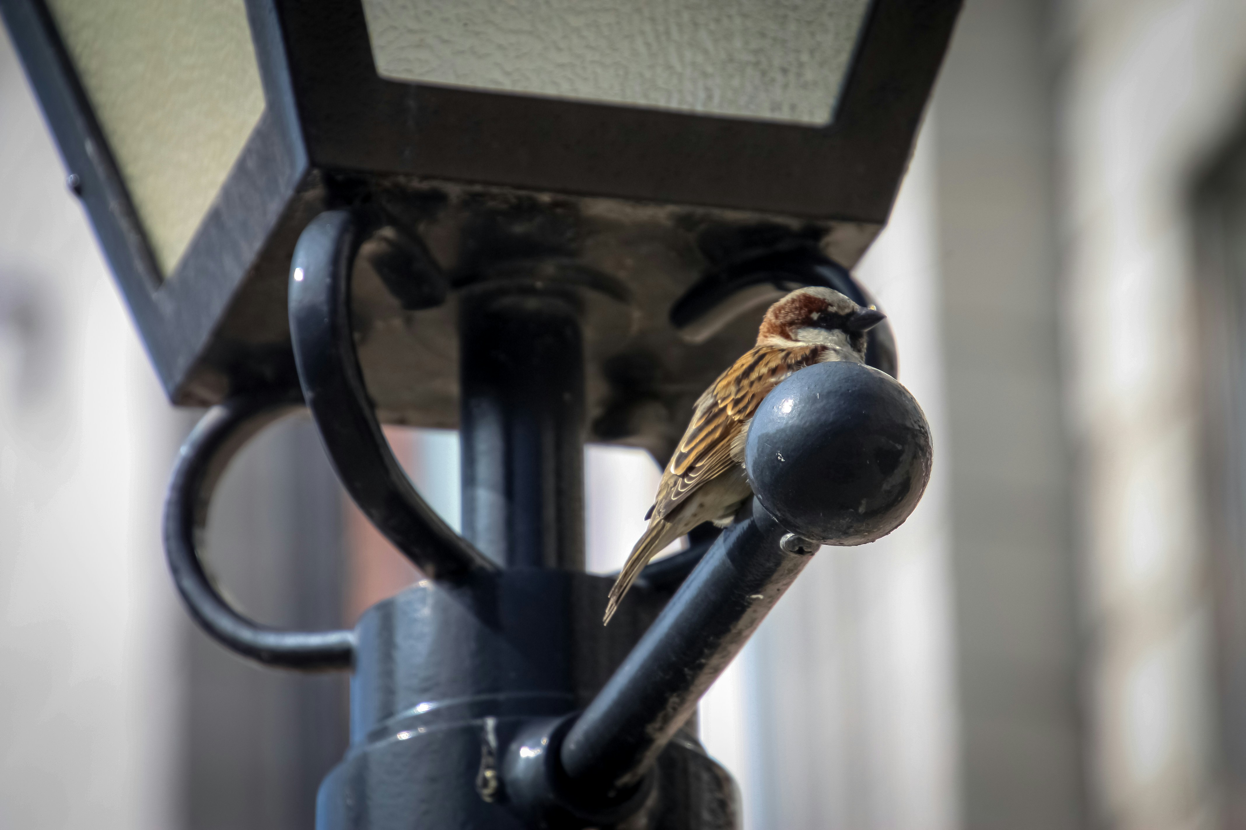 Urban Lantern Sentinel: A Sparrow Grips the Lever
