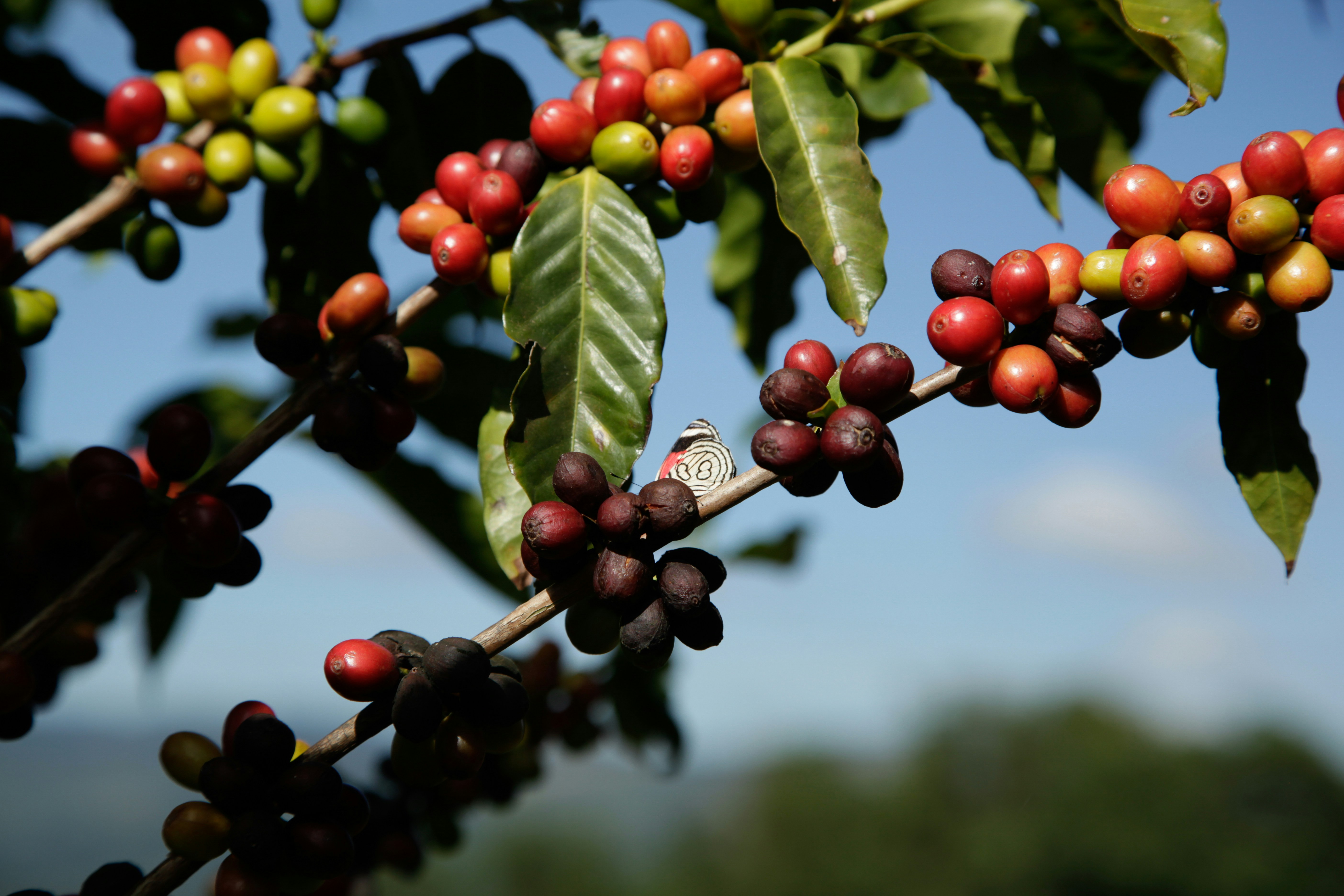 Jewel-Toned Berries on a Sunlit Branch Against a Clear Sky