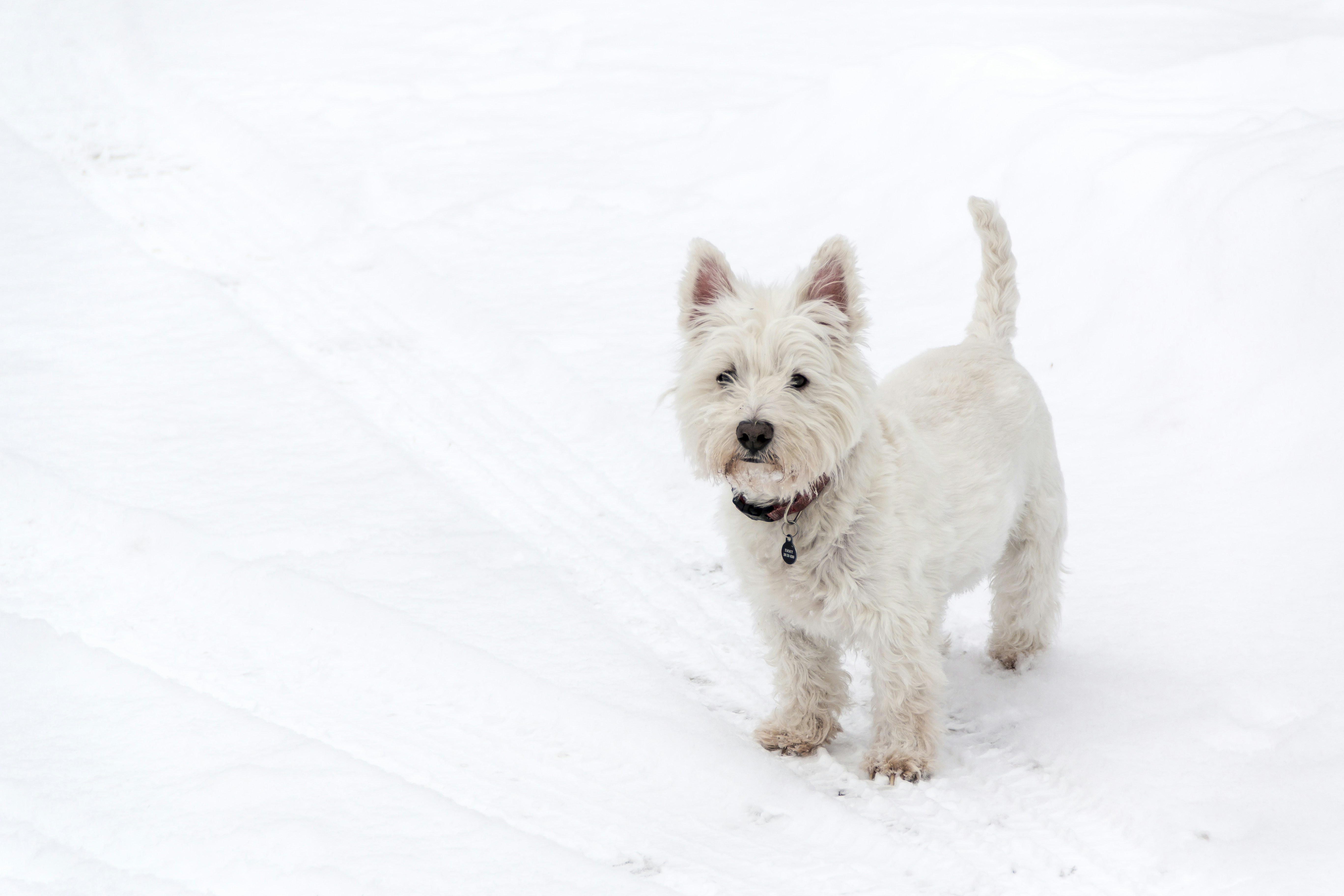 West Highland White Terrier standing in a snowy landscape, exuding charm and curiosity.