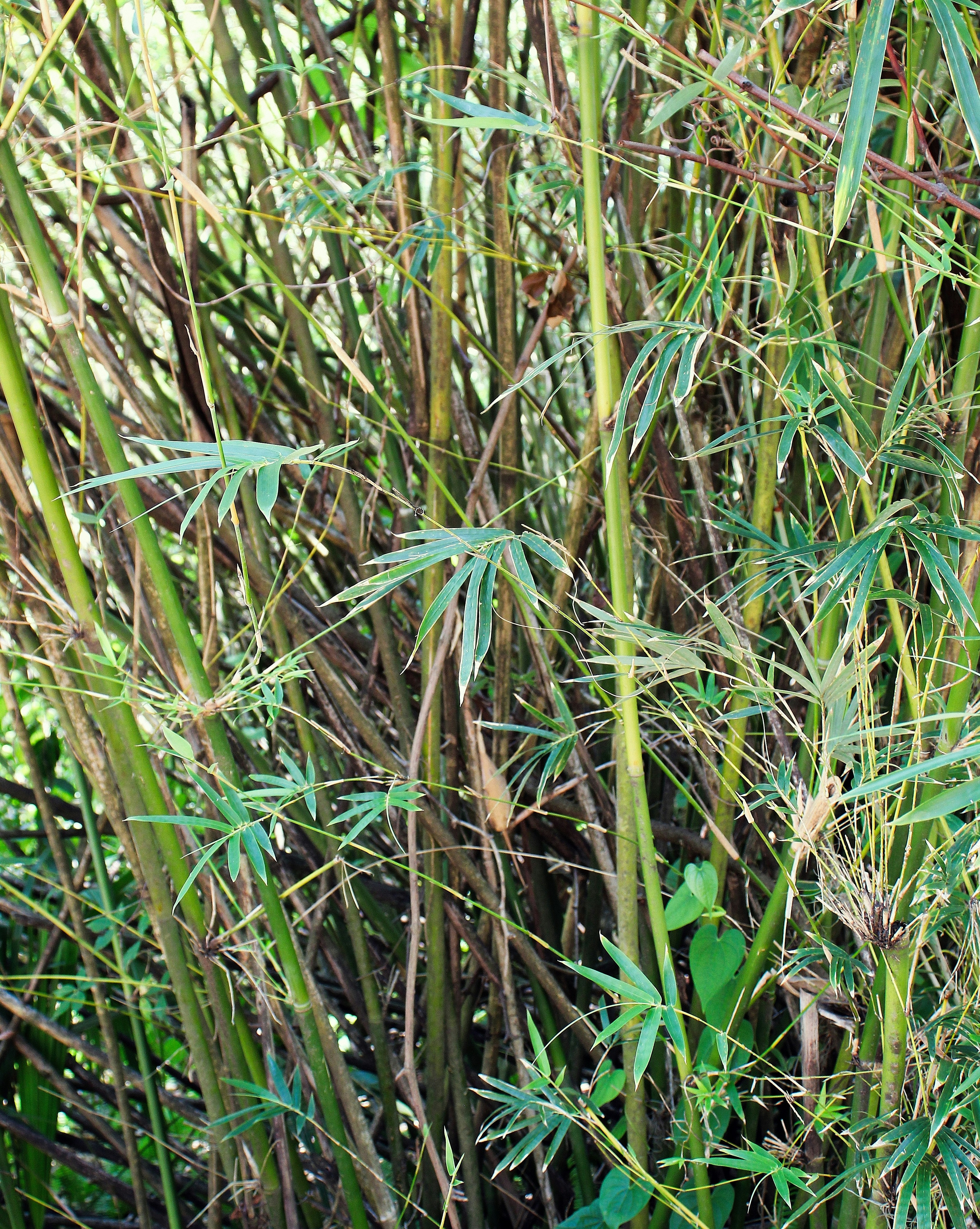 Between Green Sentinels: Light Filtering Through a Bamboo Thicket