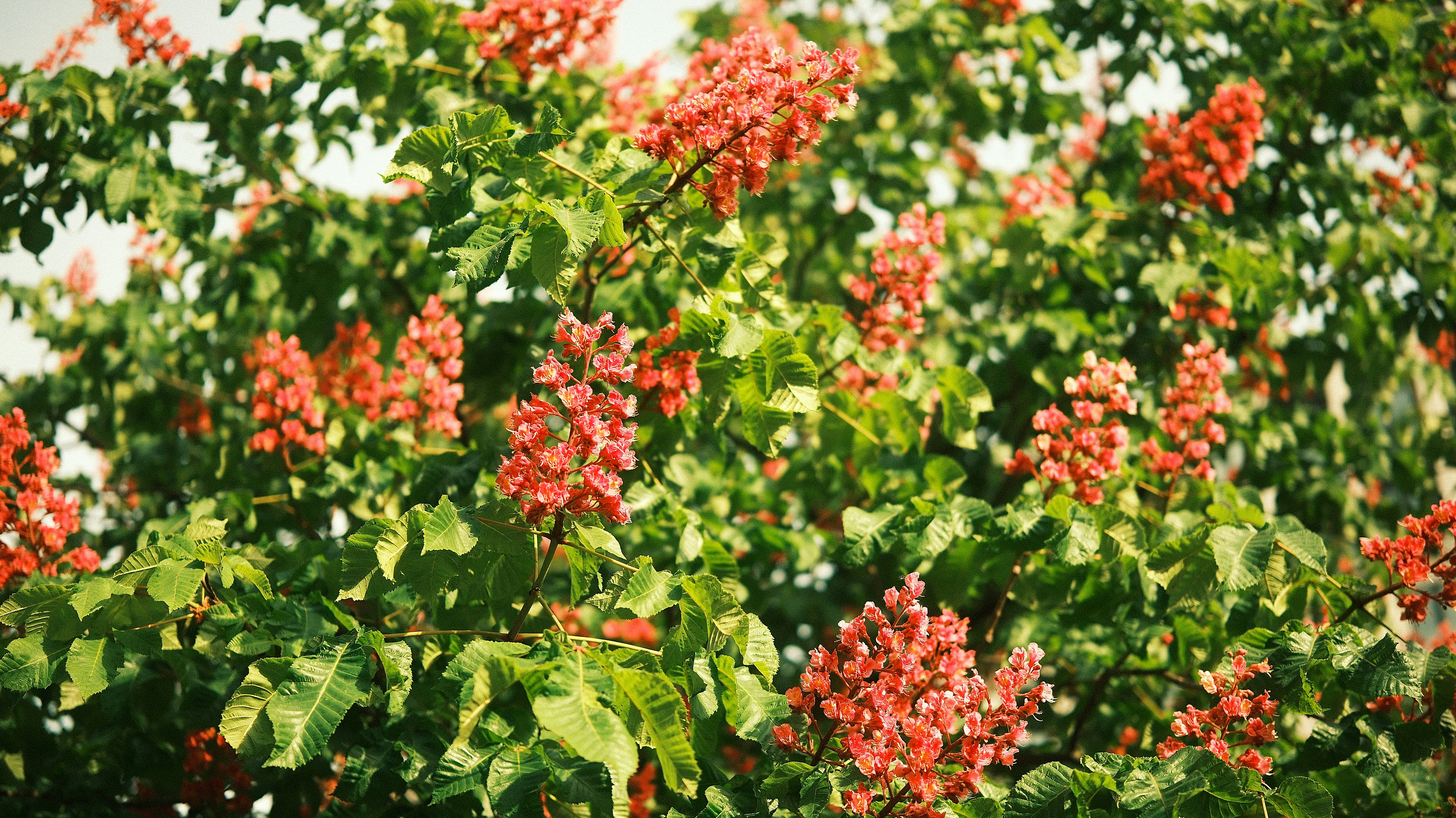 Coral Crepe Myrtle in a Sunlit Green Canopy