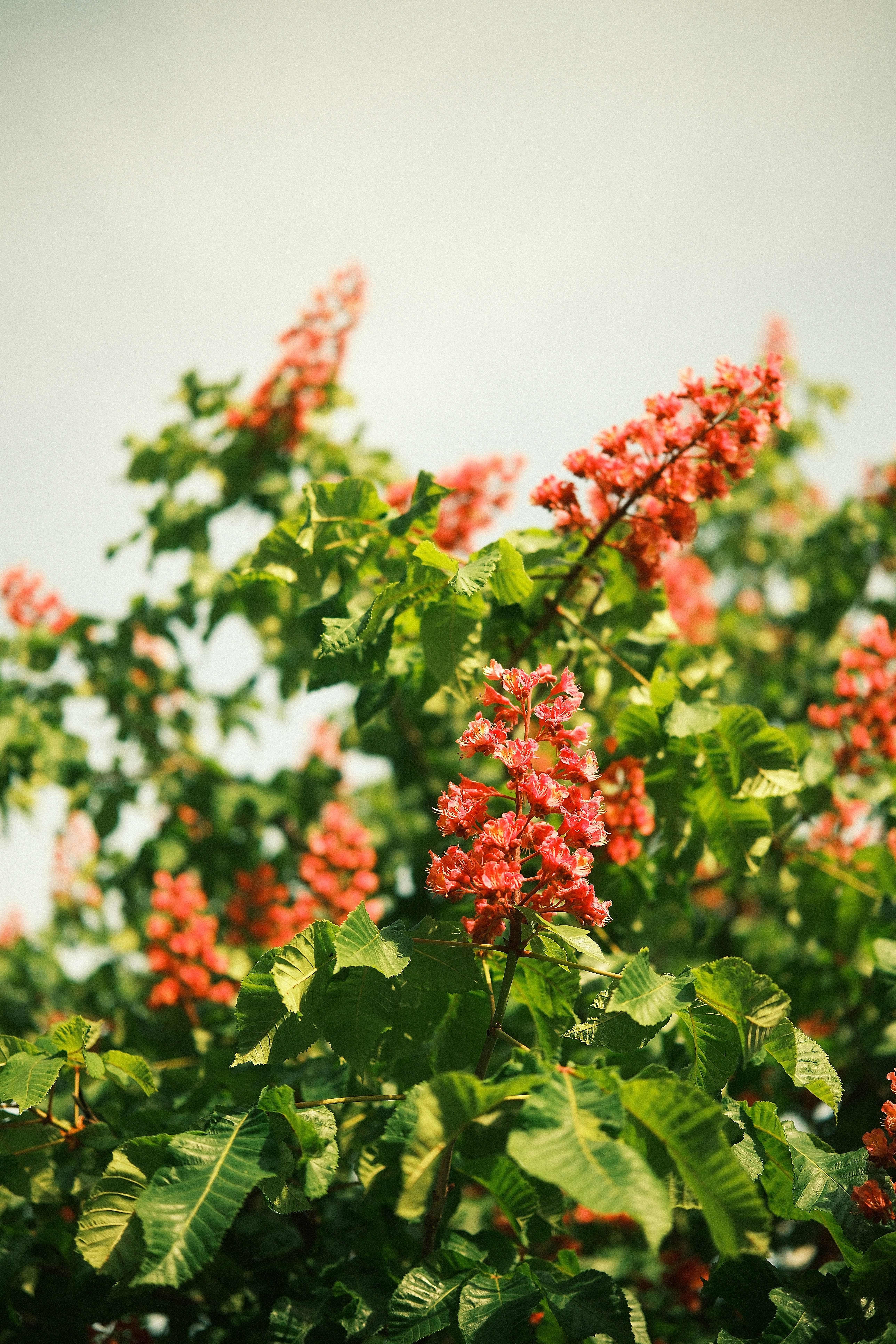 Sunlit Red Flower Clusters Rising Through Lush Green Foliage