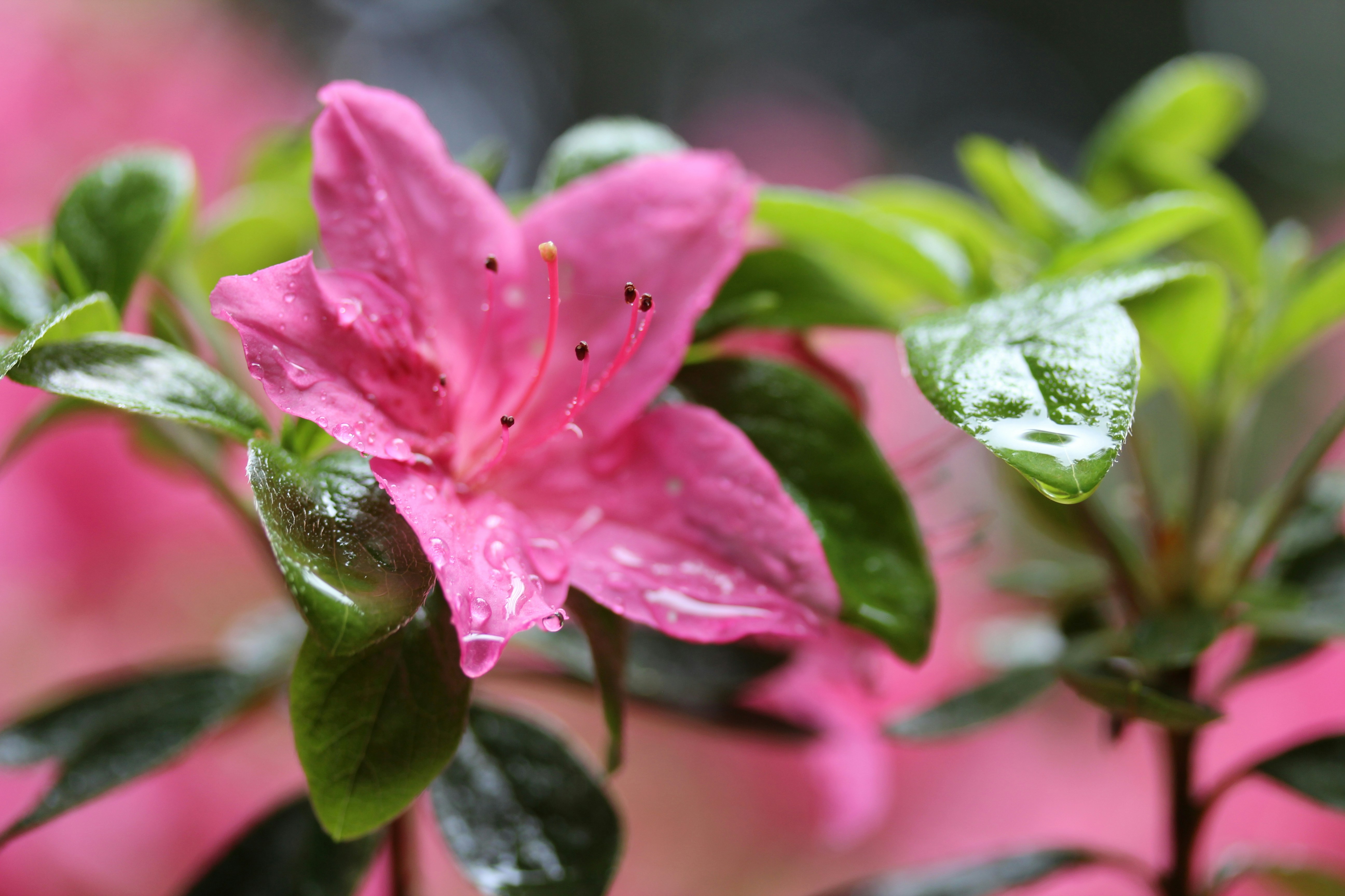 Each drop of water helps a flower to grow and become more beautiful.