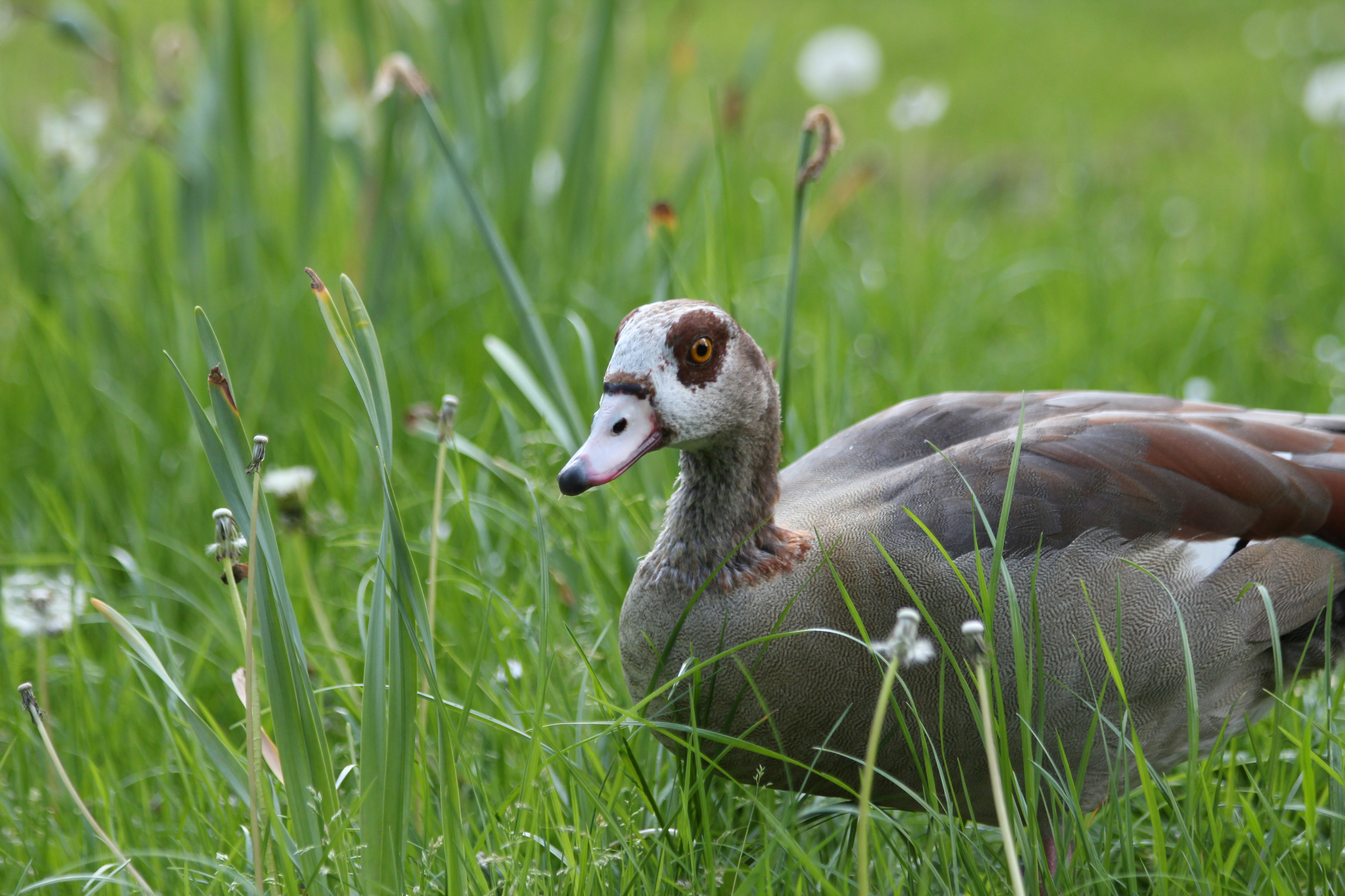 Gold in the Green: Egyptian Goose Among the Dandelions