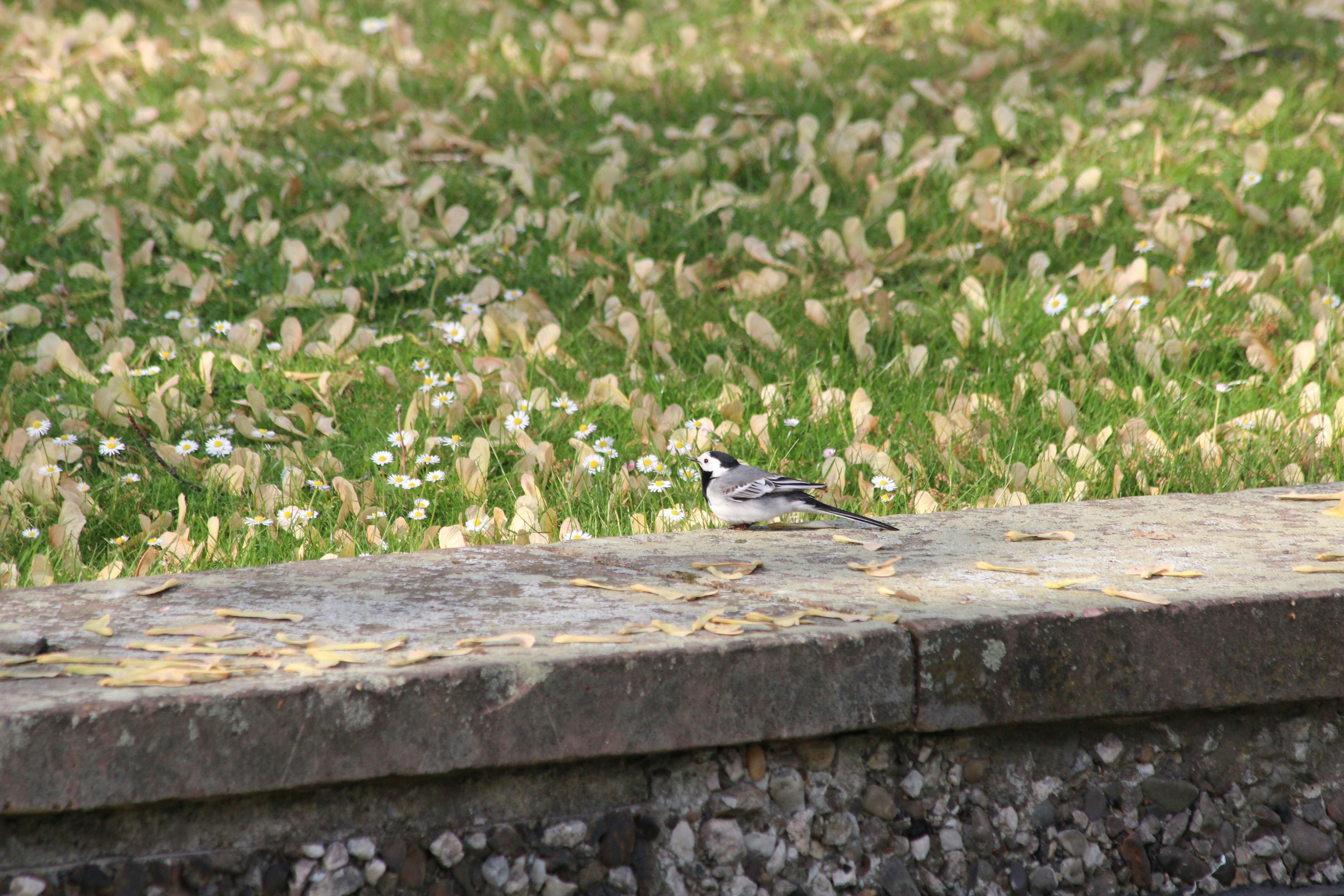 White Wagtail on a Weathered Ledge Amid a Quiet Green Verge