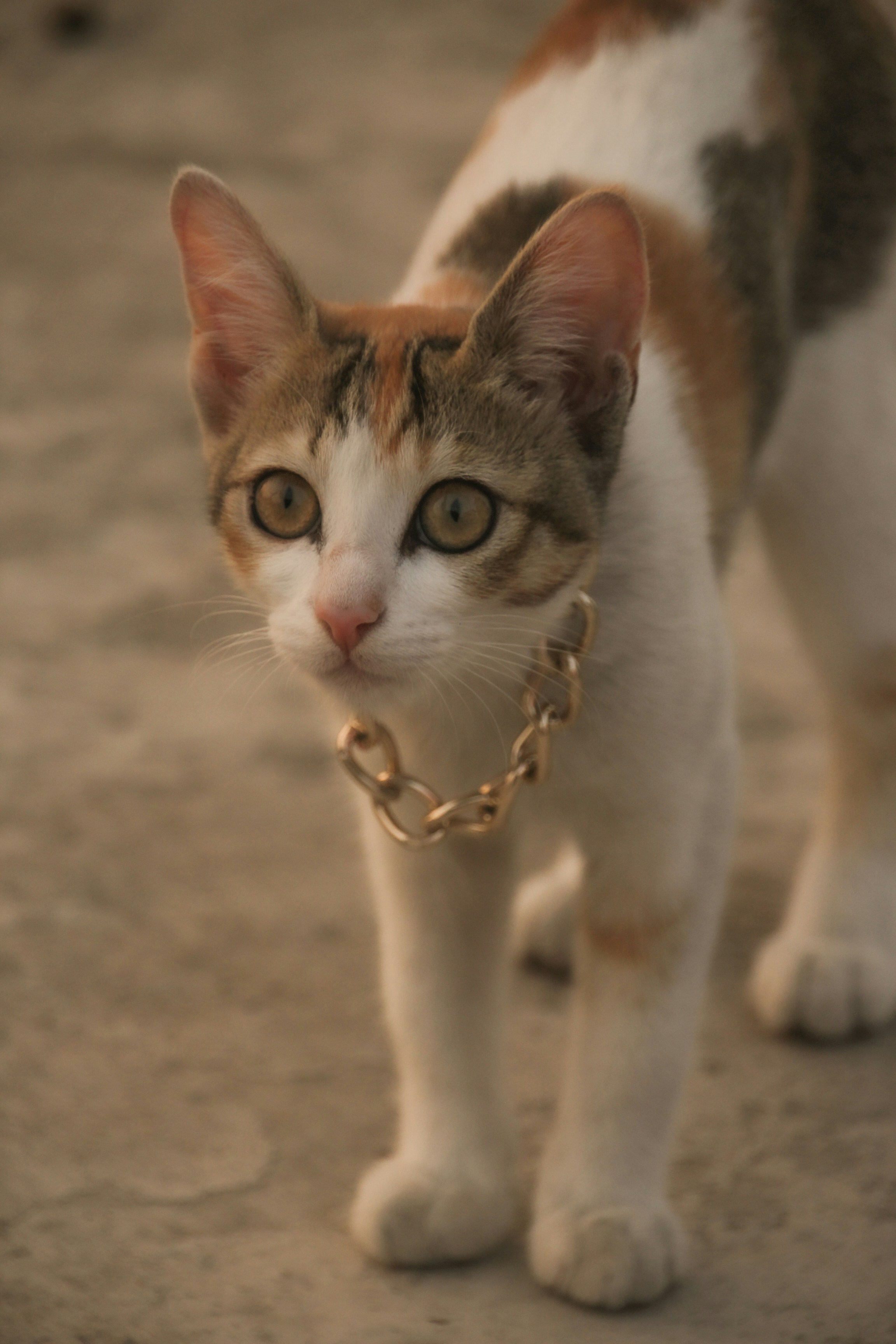 a local cat named kuttus.