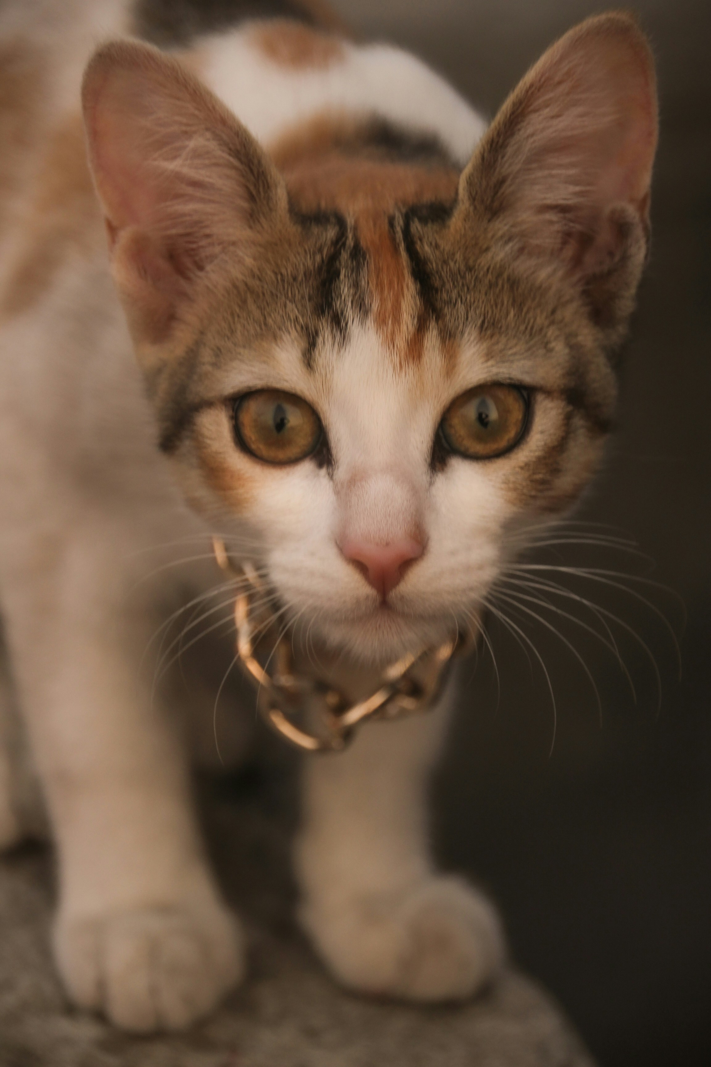 Warm Gaze: a close-up portrait of a calico kitten