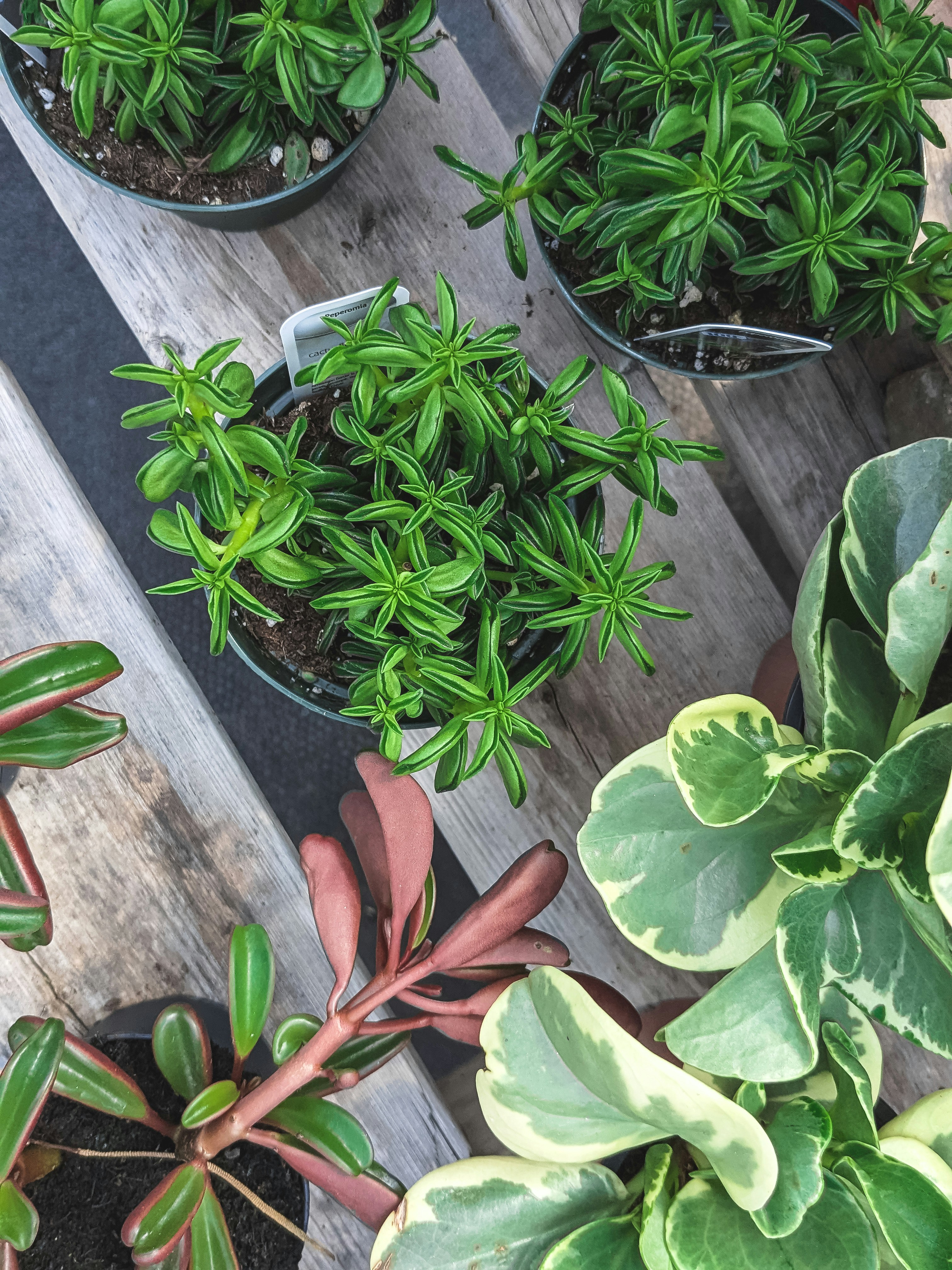 Lush Greenery: A Botanical Harmony