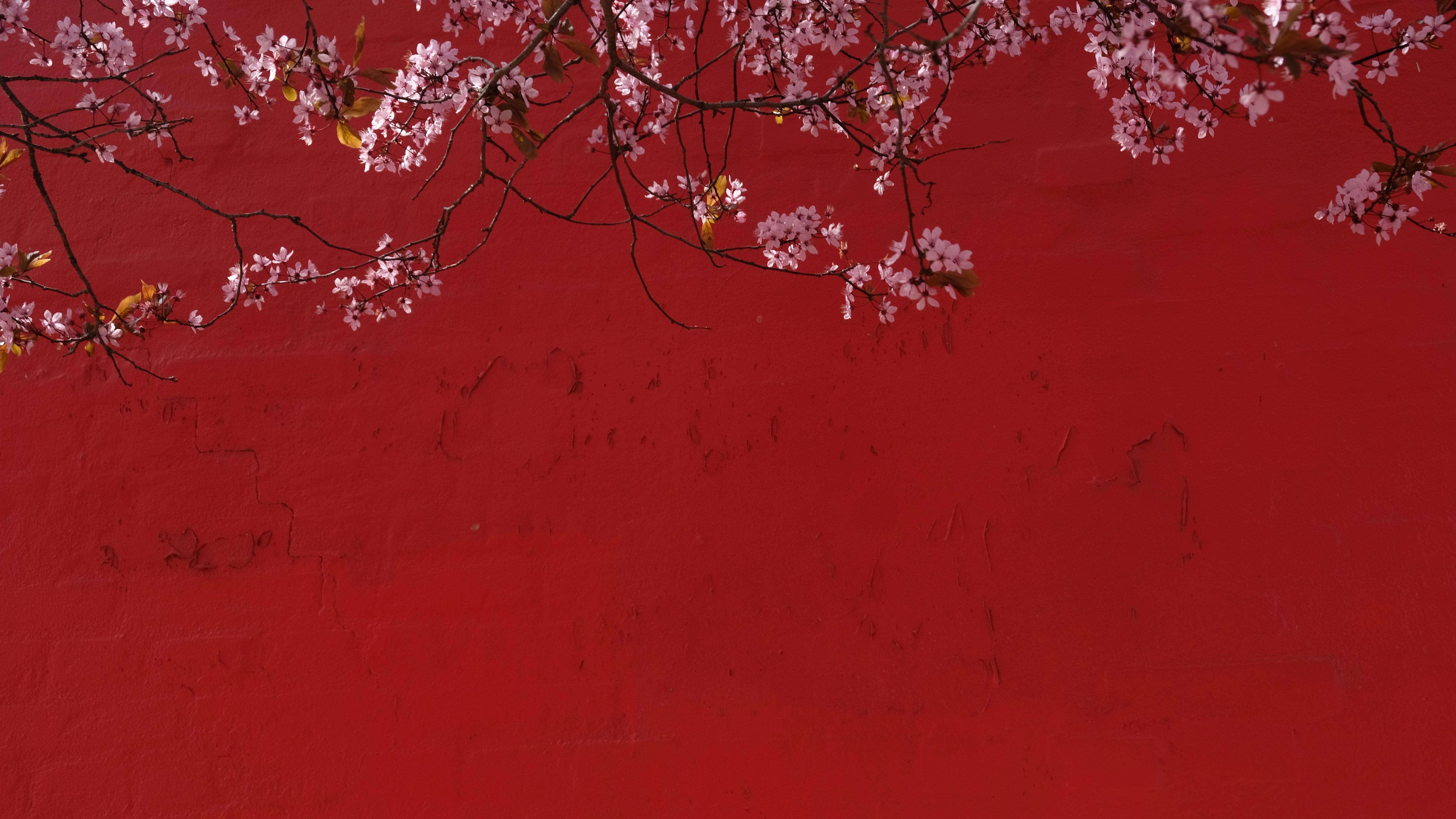 Blossoms Against Crimson Canvas