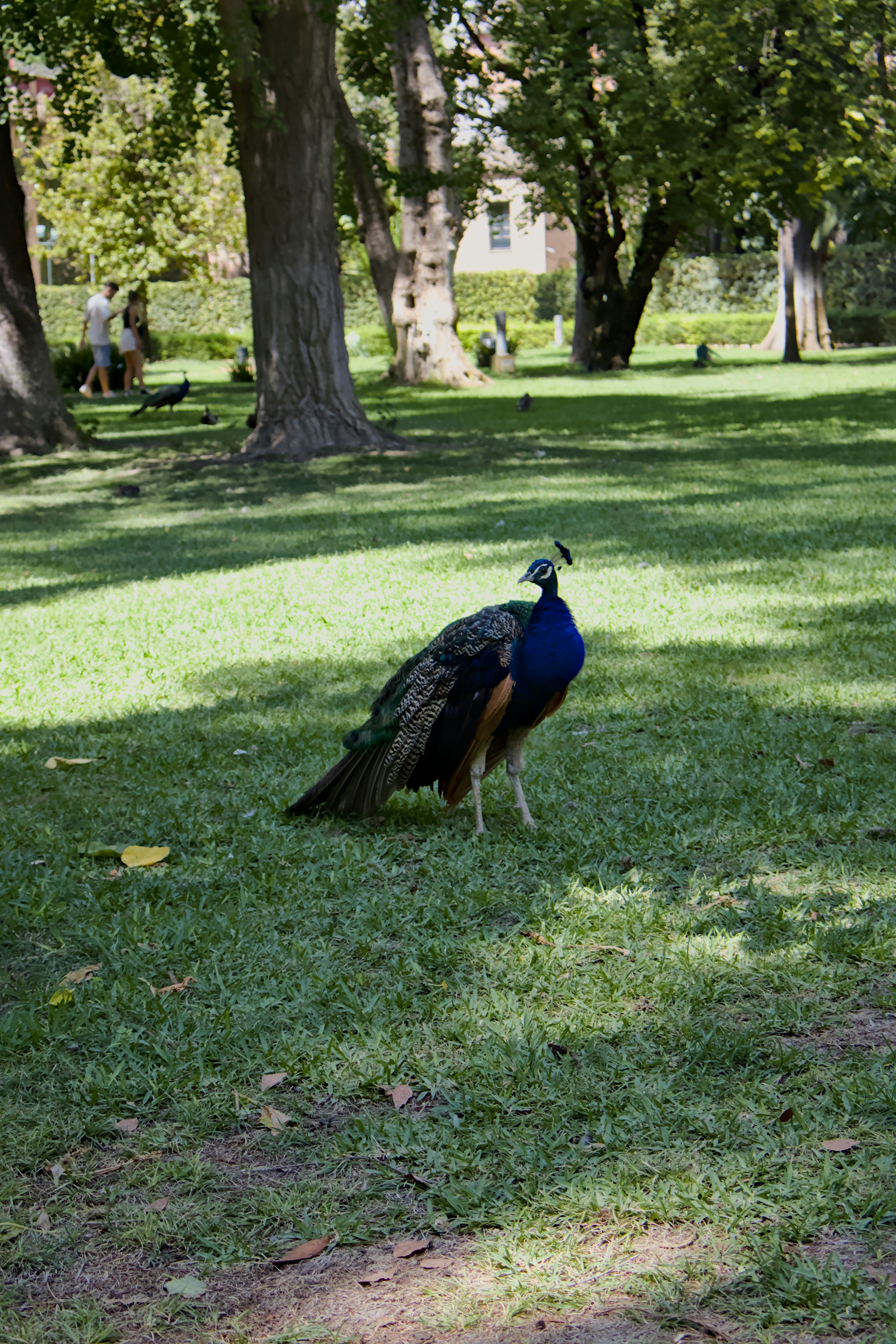 Peacock displaying its vibrant plumage in a sun-dappled park, surrounded by greenery and distant visitors.