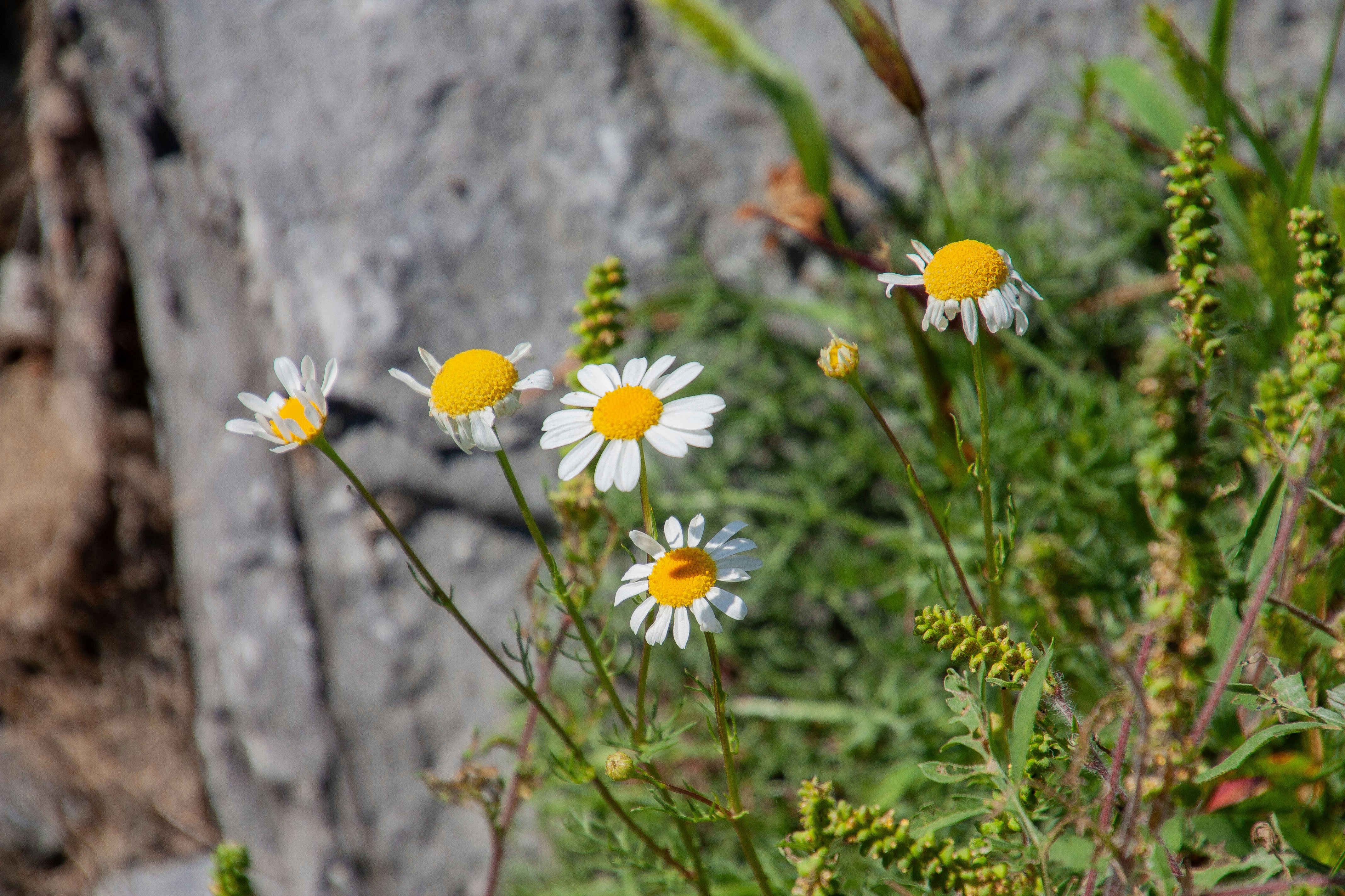 Wild Daisies at the Edge of a Stone Wall