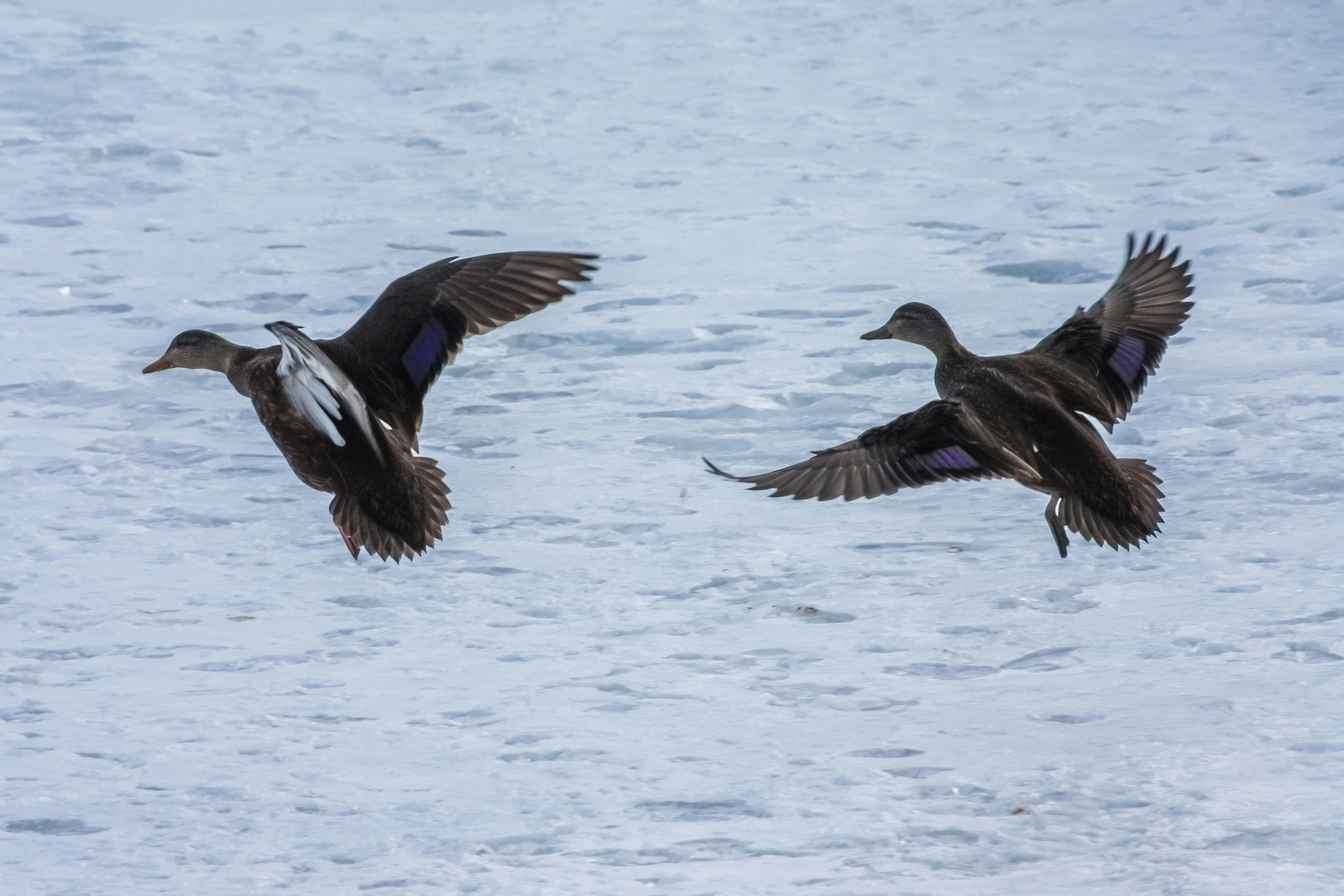 Mute Wings in Winter Light: A Pair of Ducks in Flight