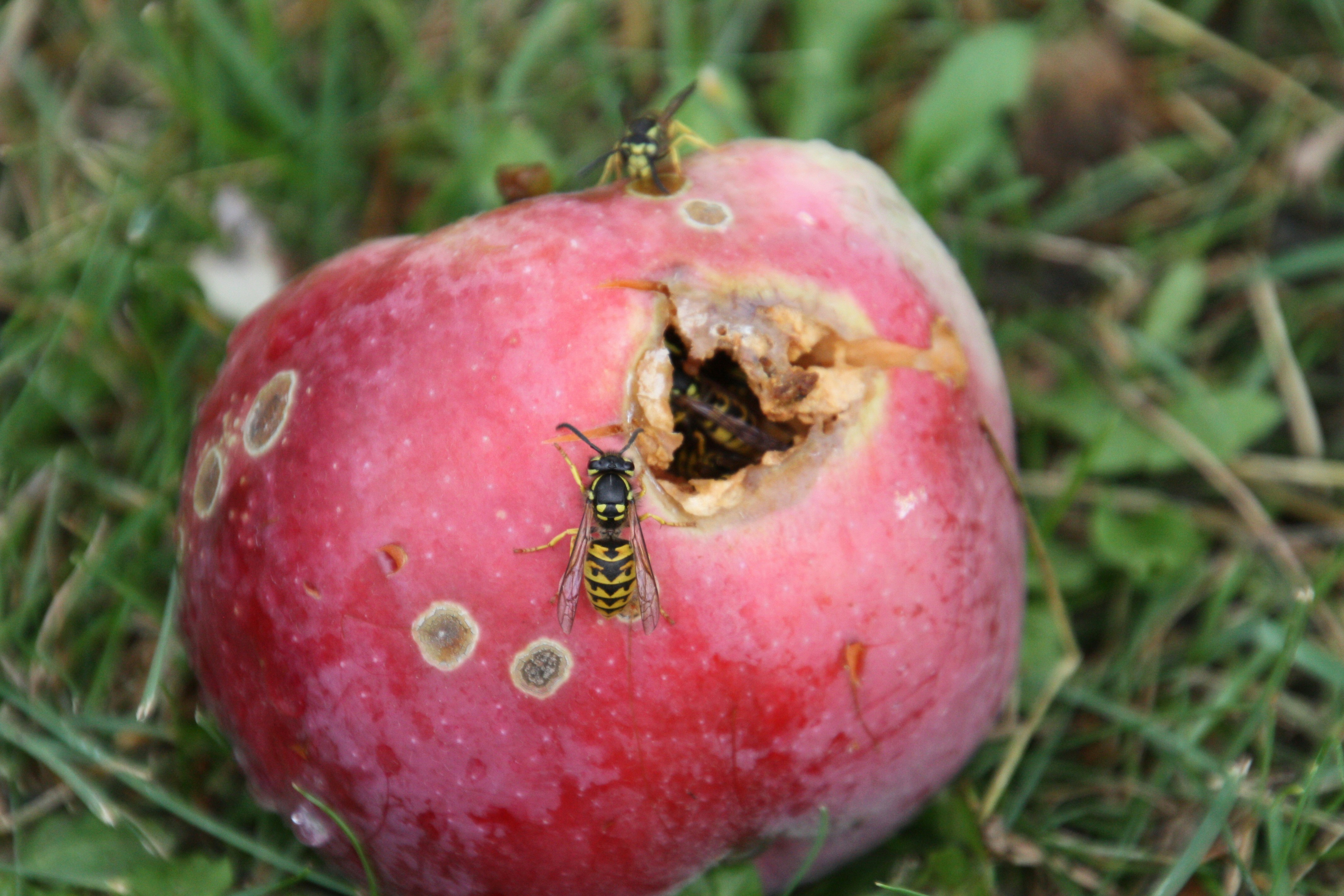 Wasps feed on a damaged apple. photo – Free Image on Unsplash