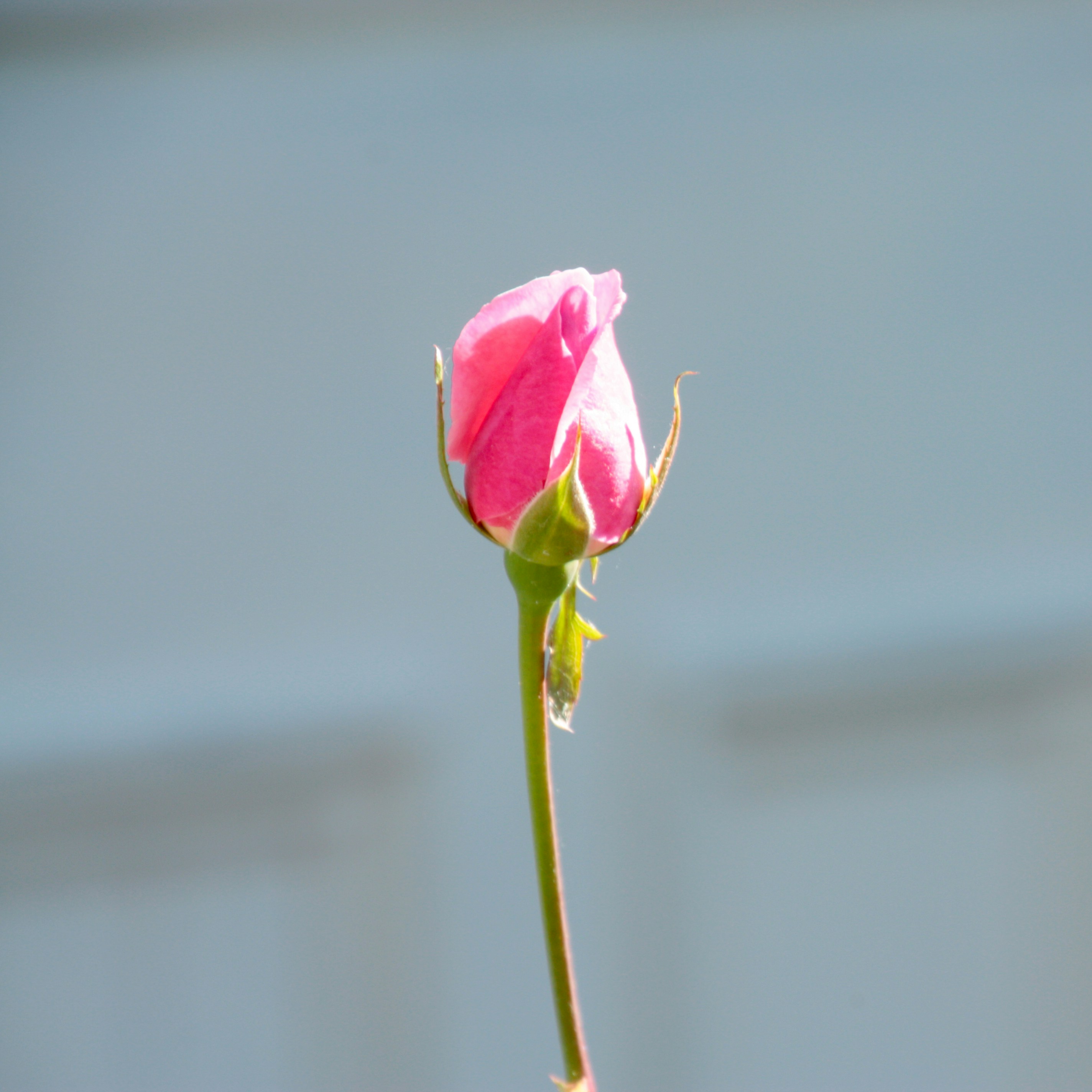 A pink rose bud stands proudly. photo – Free Pink rose Image on Unsplash