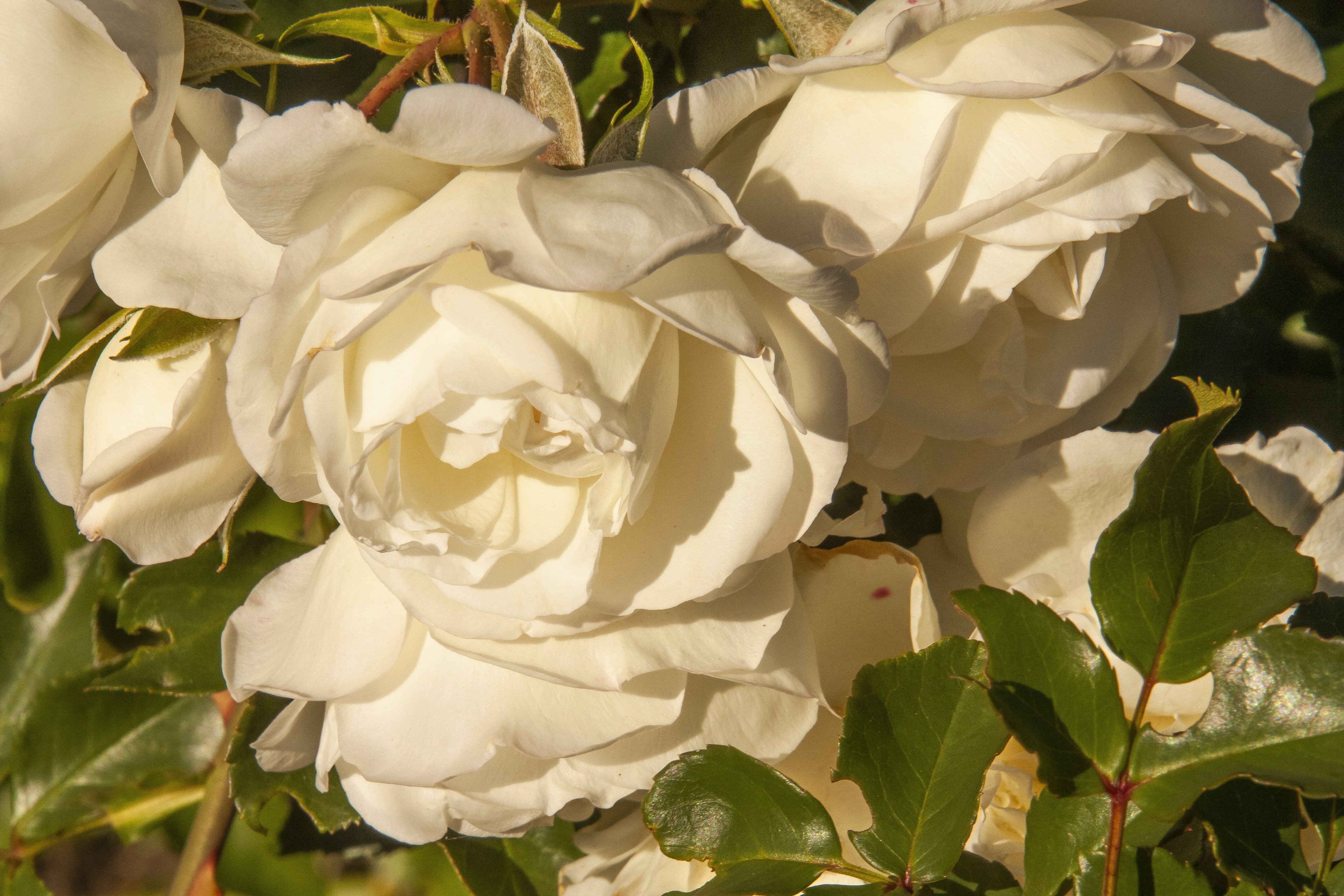 Photo by Anthony Aird with Canon EOS 450D