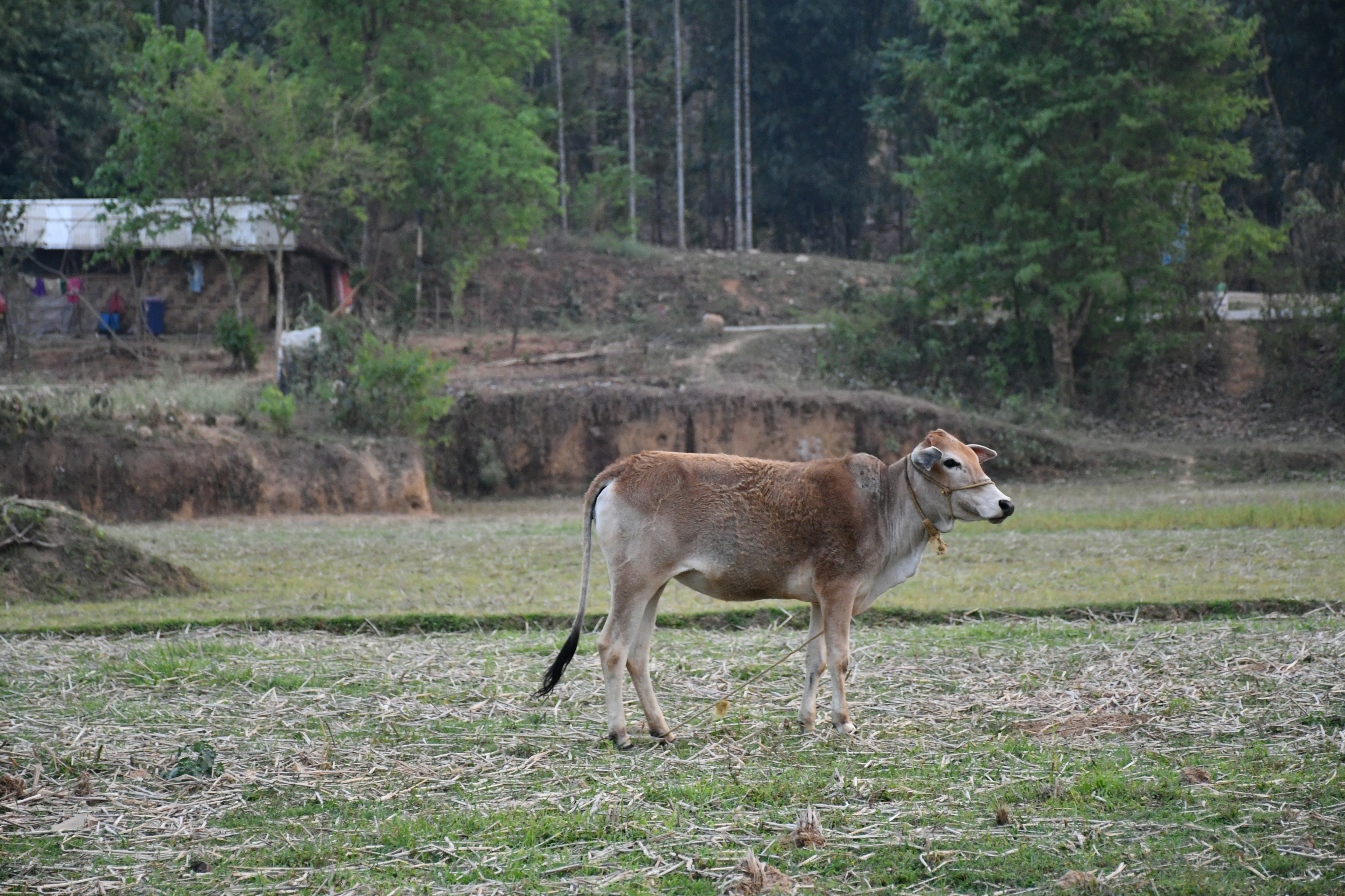 Lone Cow in a Quiet Pasture, Framed by Distant Farmstead and Pines