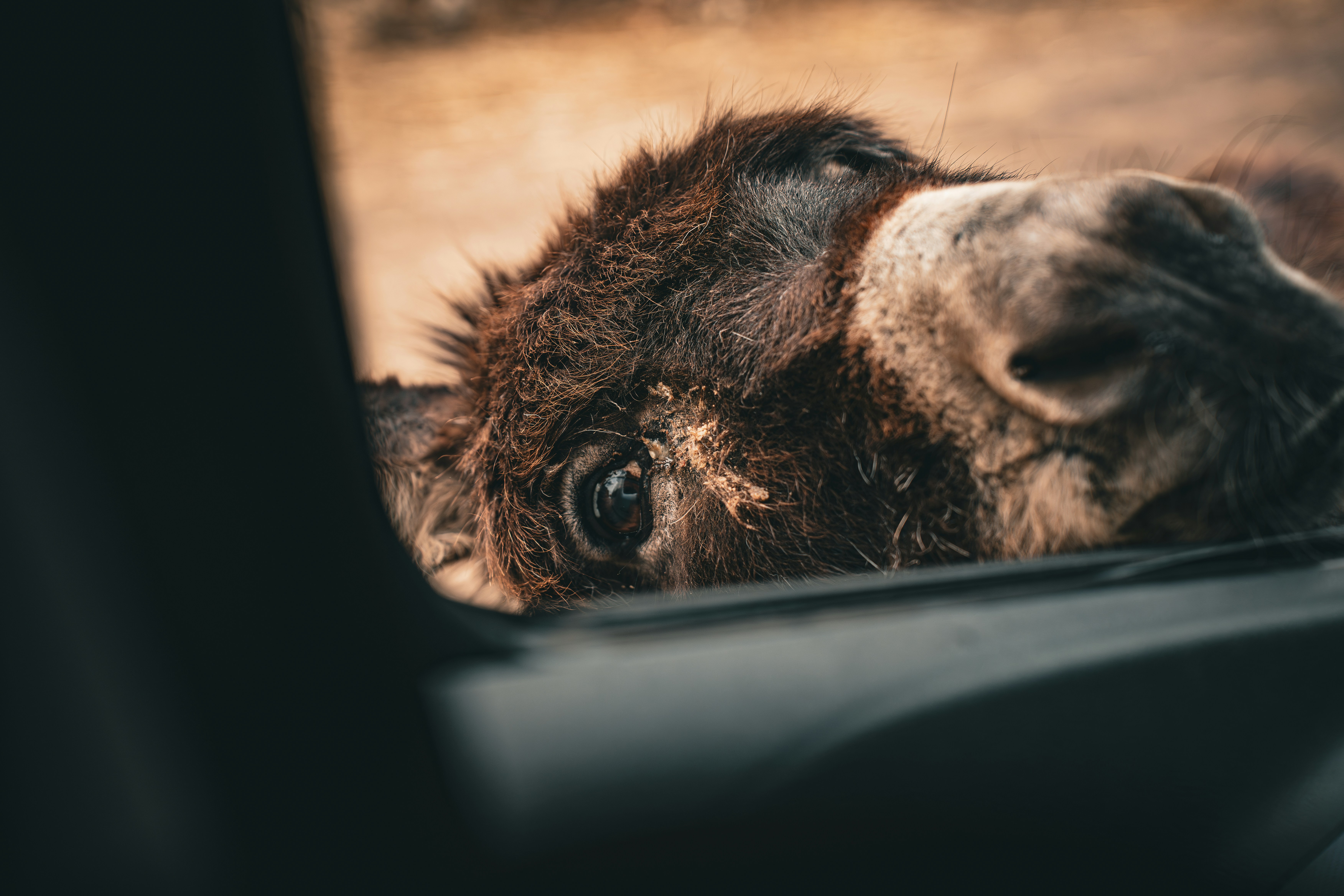 Window-Watcher: a camel peeks into a quiet car from the desert edge