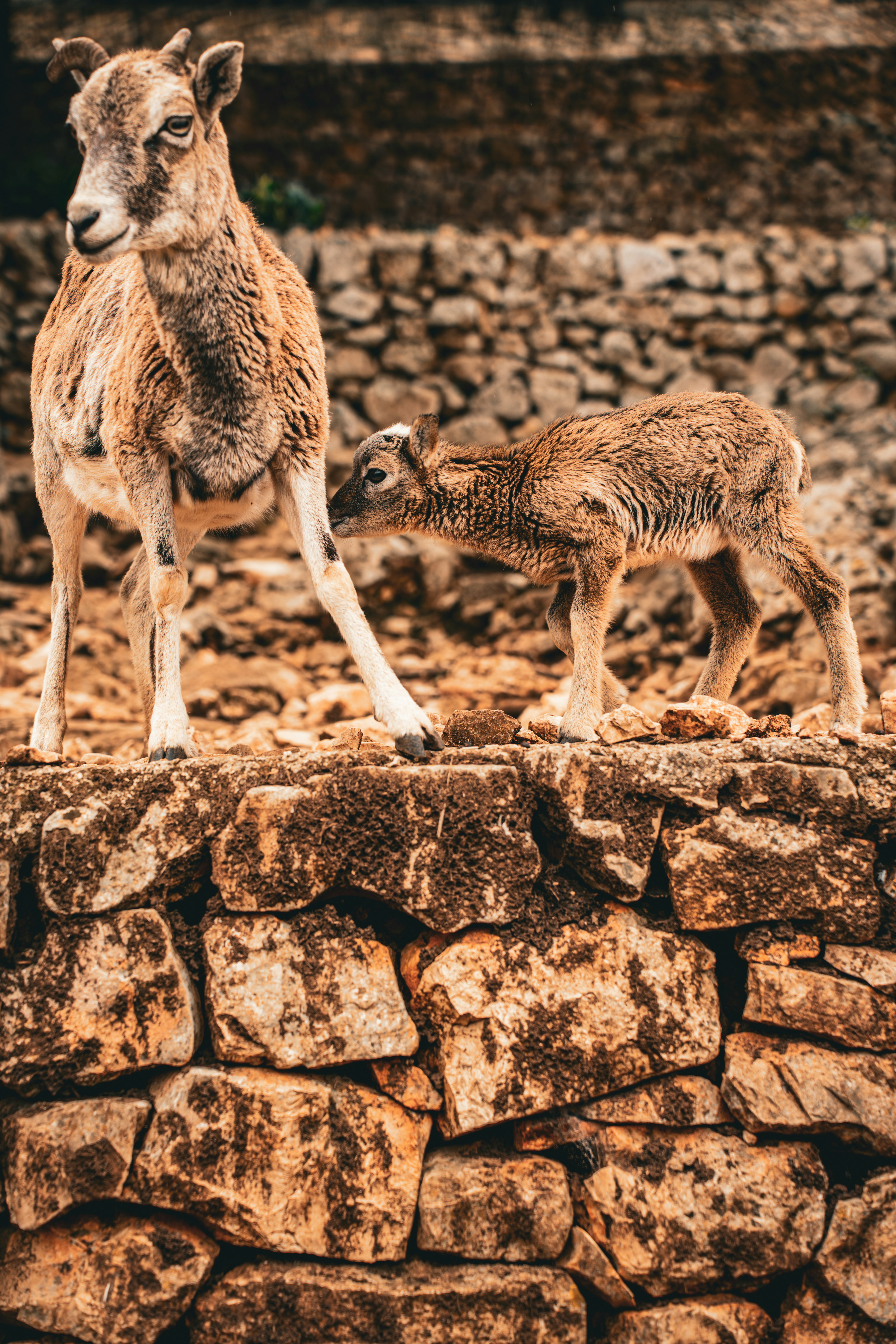 Stone-Wall Sentinel: A Mother Sheep and Her Curious Lamb