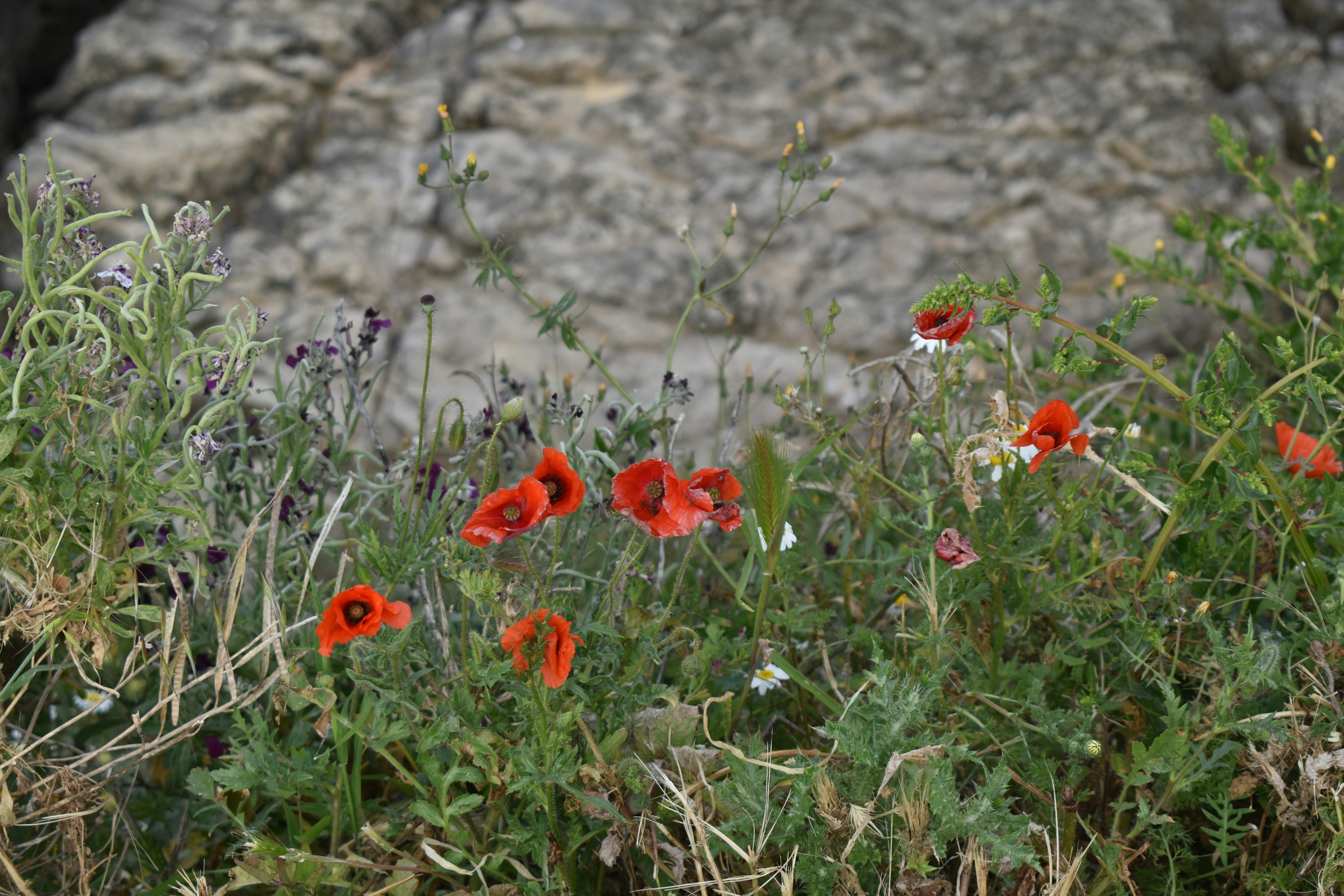 Scarlet Poppies Amid Quiet Coastal Grass