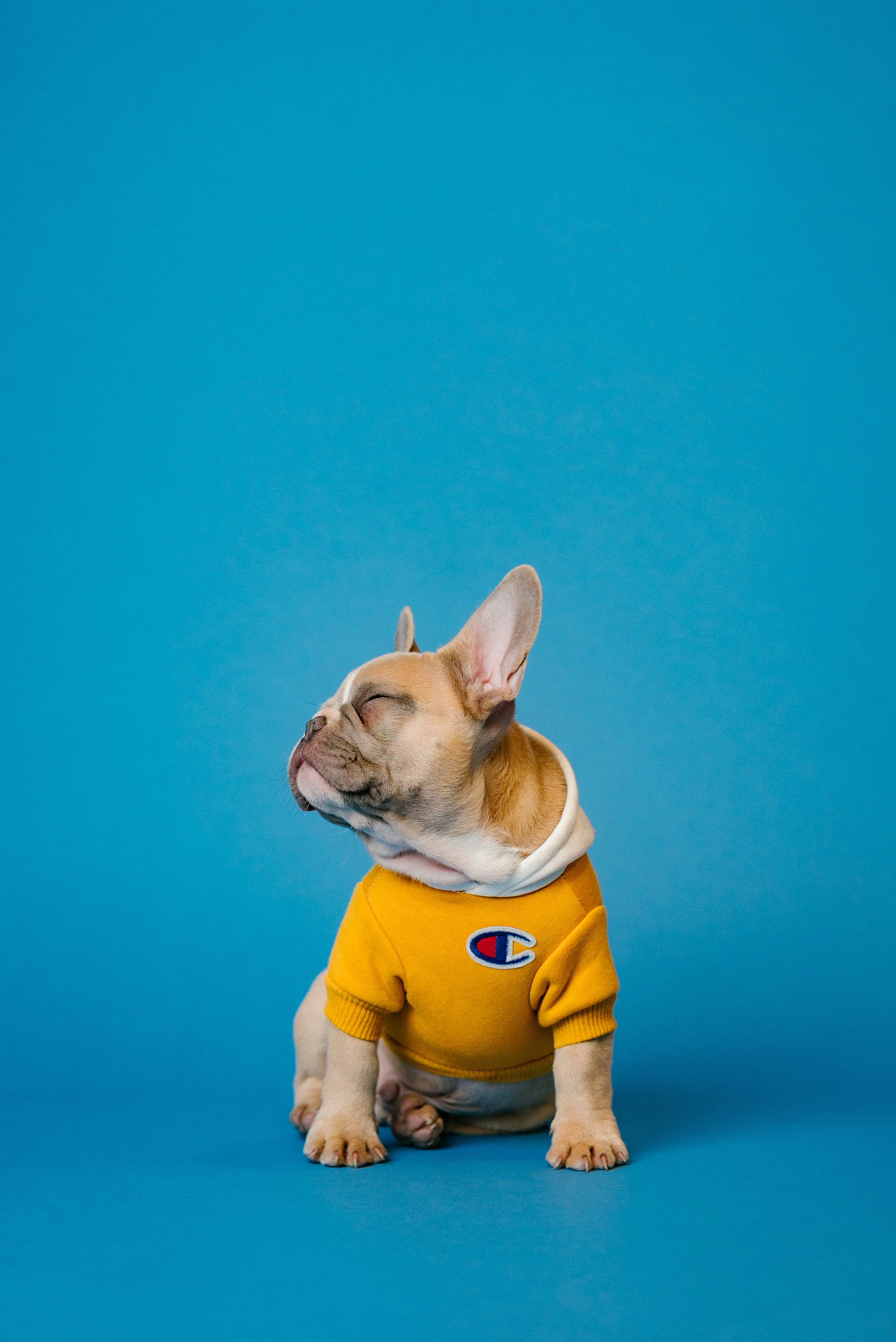 Un cucciolo di bulldog francese che indossa una felpa gialla con ... Un cucciolo di bulldog francese che indossa una felpa gialla con ...