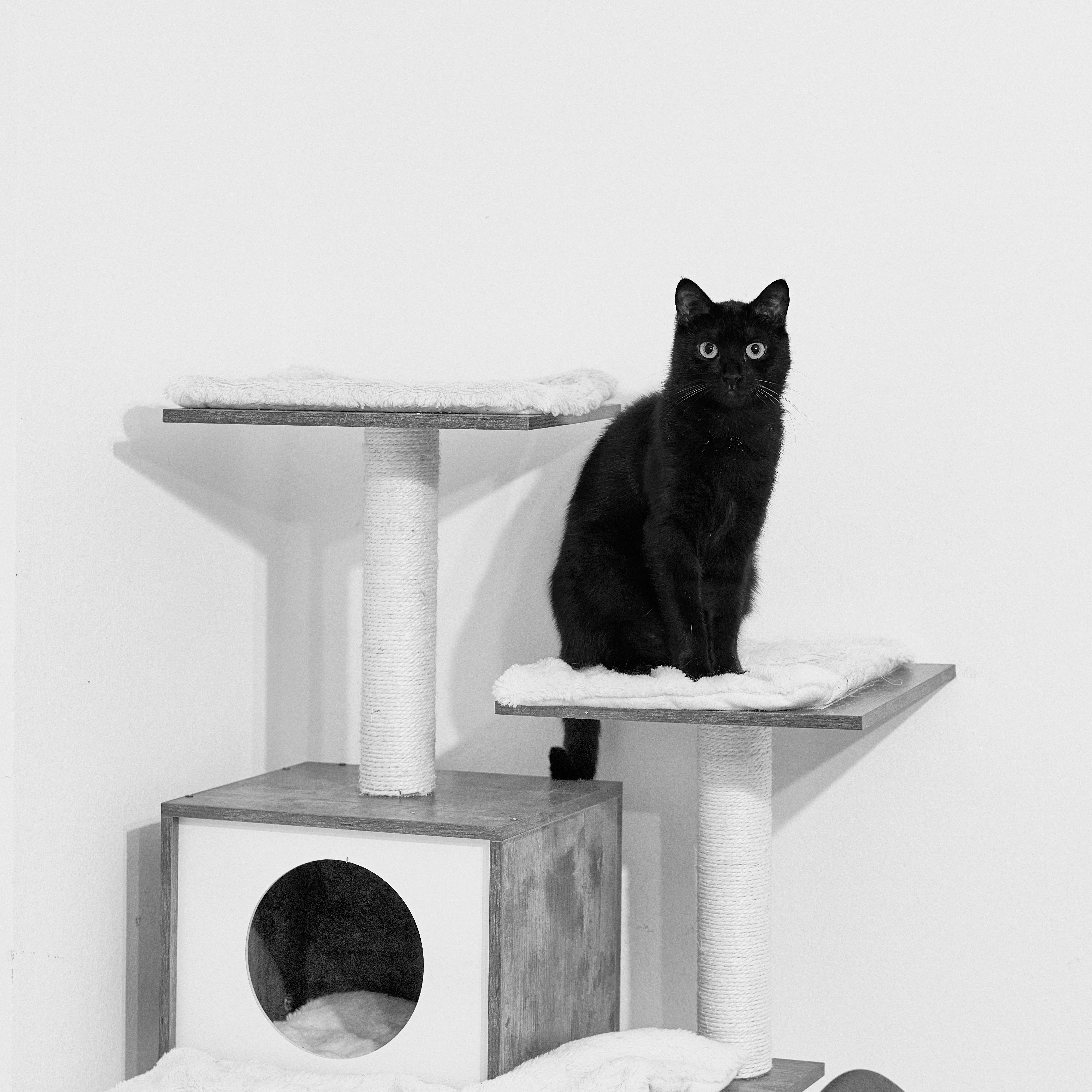 Noir on the Snow-Dusted Perch: A Black Cat's Stillness
