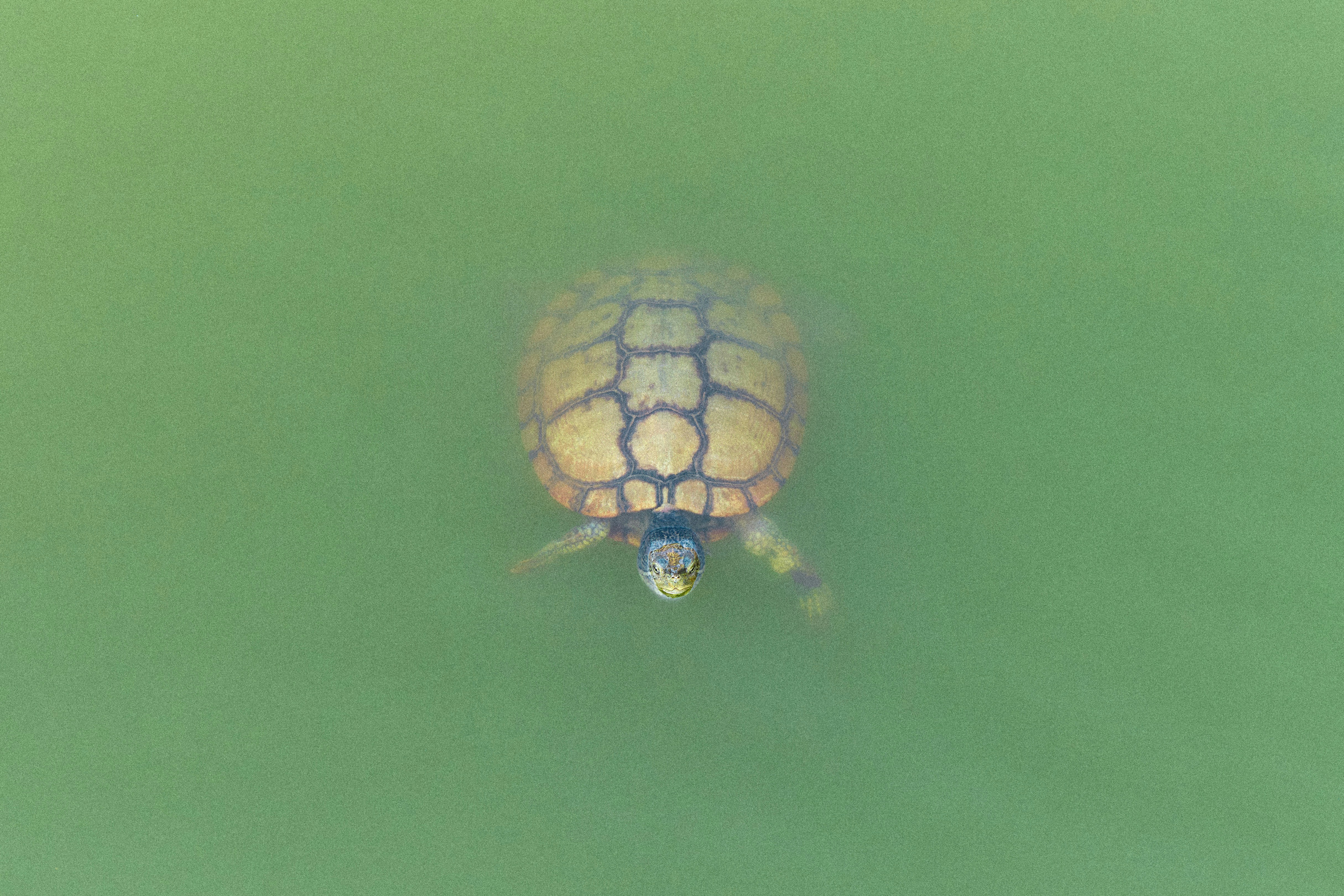 Top-Down Mosaic: Tiny Turtle Emerges from a Sea of Green