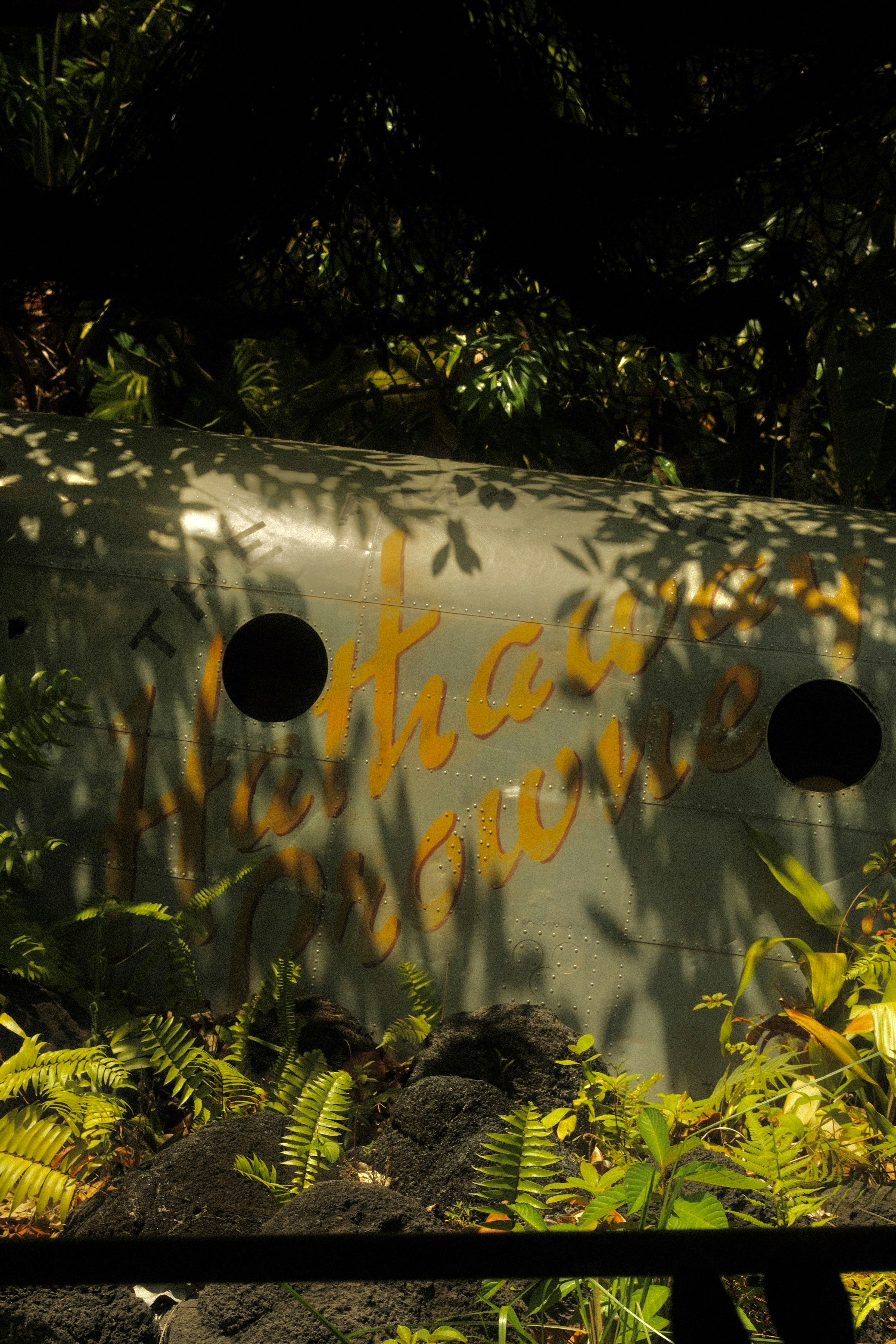 Orange Script Peeking Through Jungle Shade