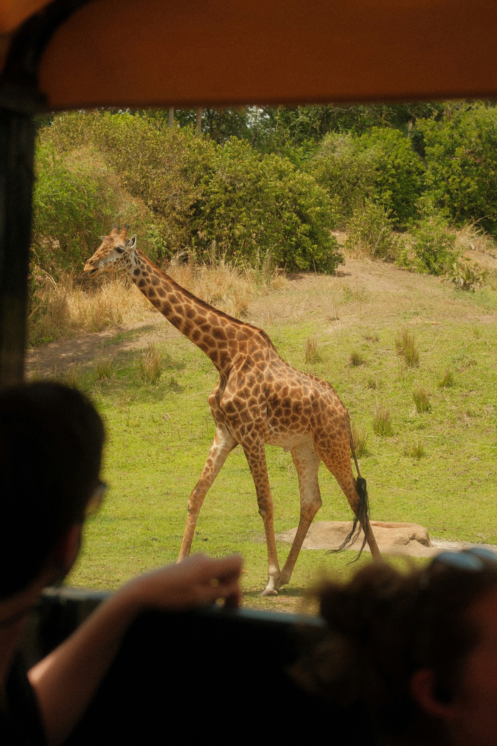 Giraffe at the Window: Quiet Safari Moment