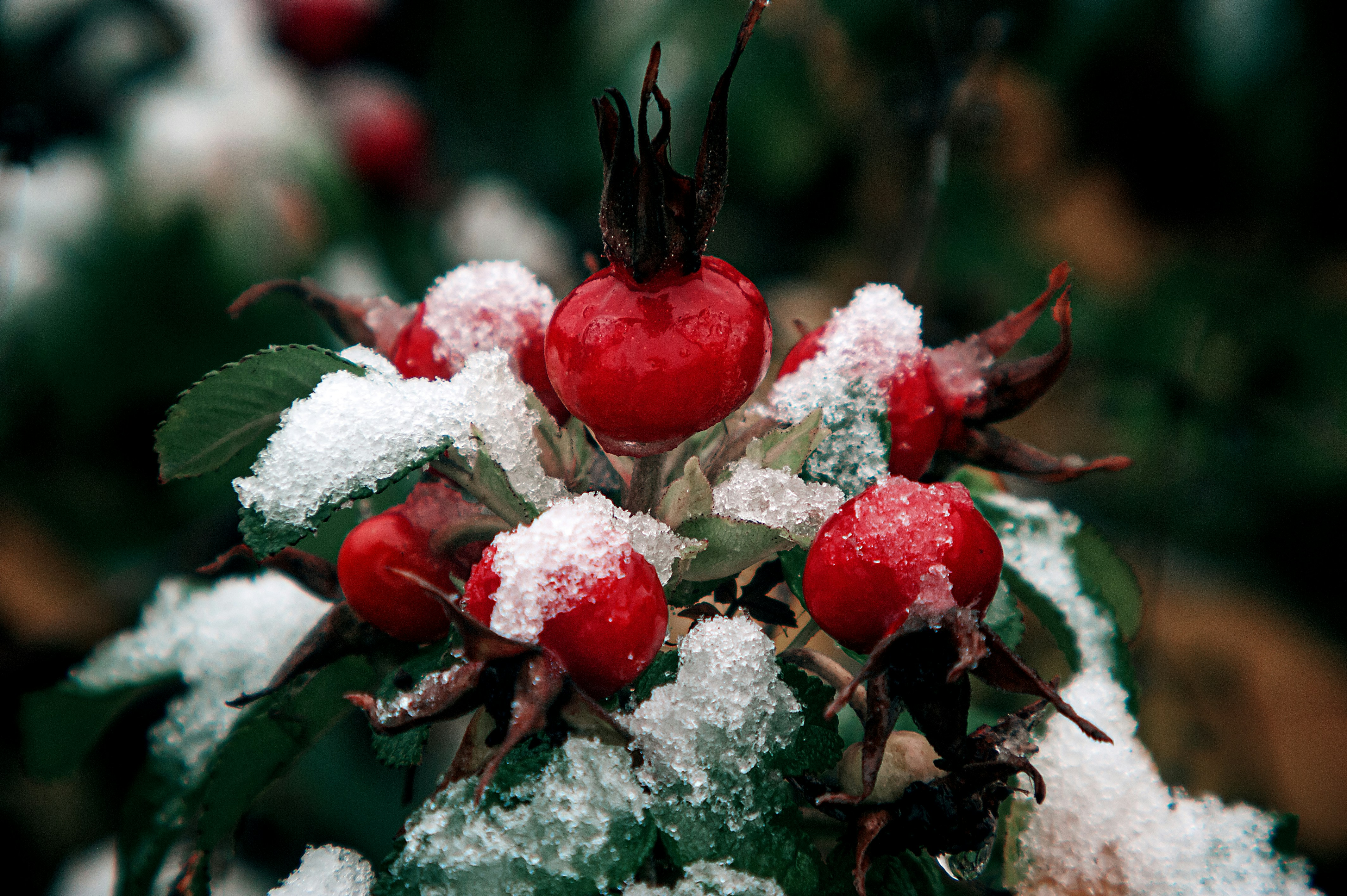 Winter's Crimson Bursts: Rose Hips Dusted in Snow