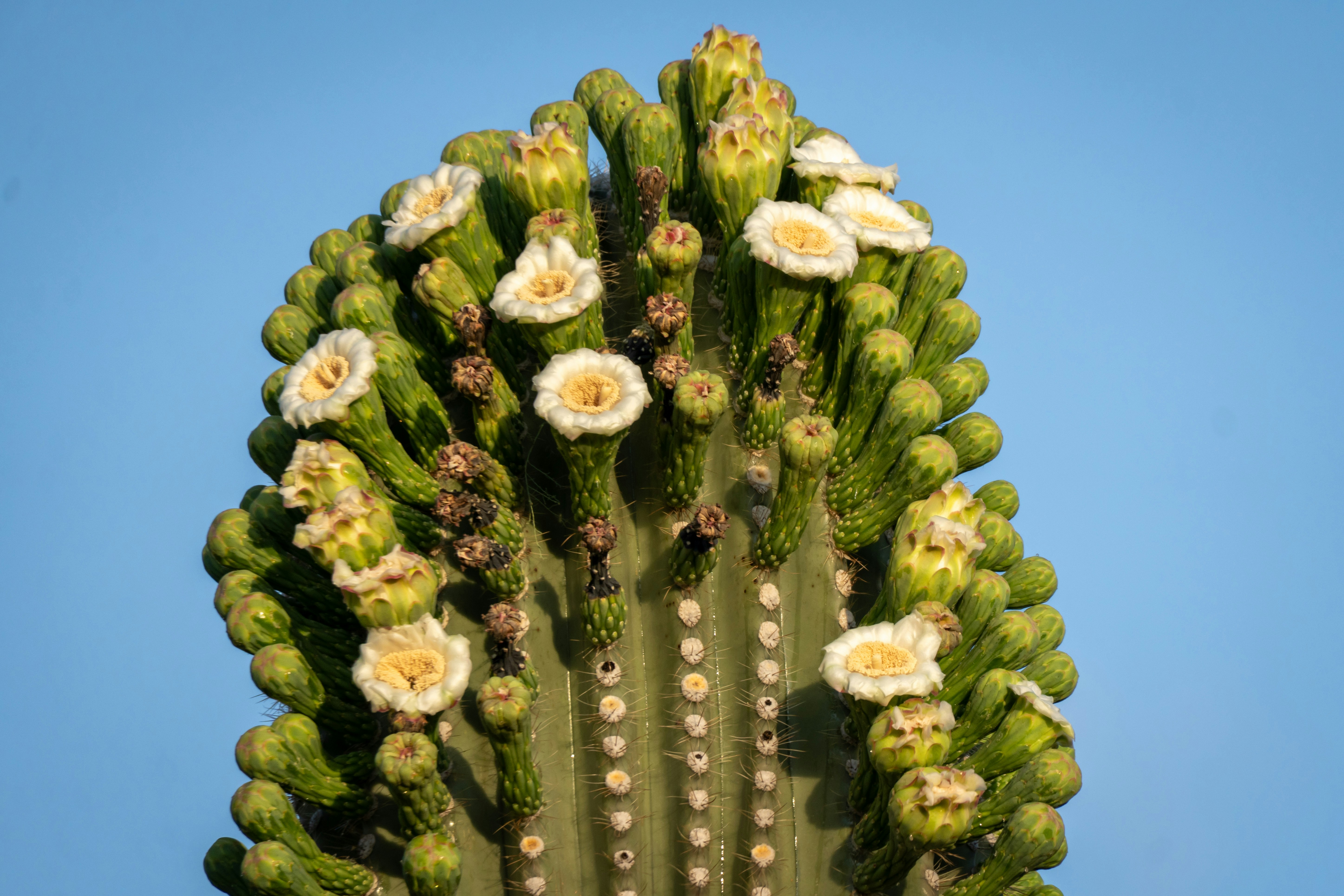 Crowned in White: Saguaro Blossoms Against a Clear Blue Sky