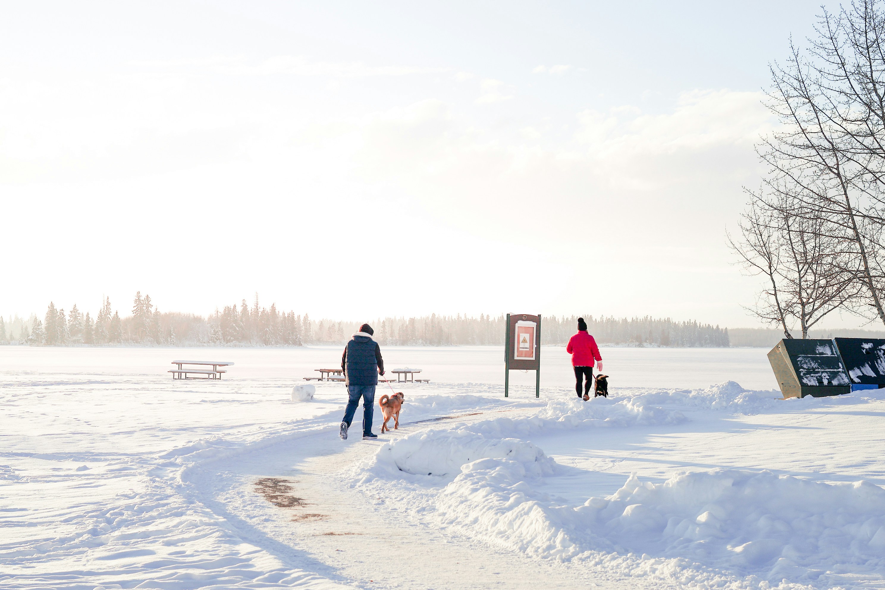 Winter Wanderers: A Serene Stroll on Snow-Covered Paths