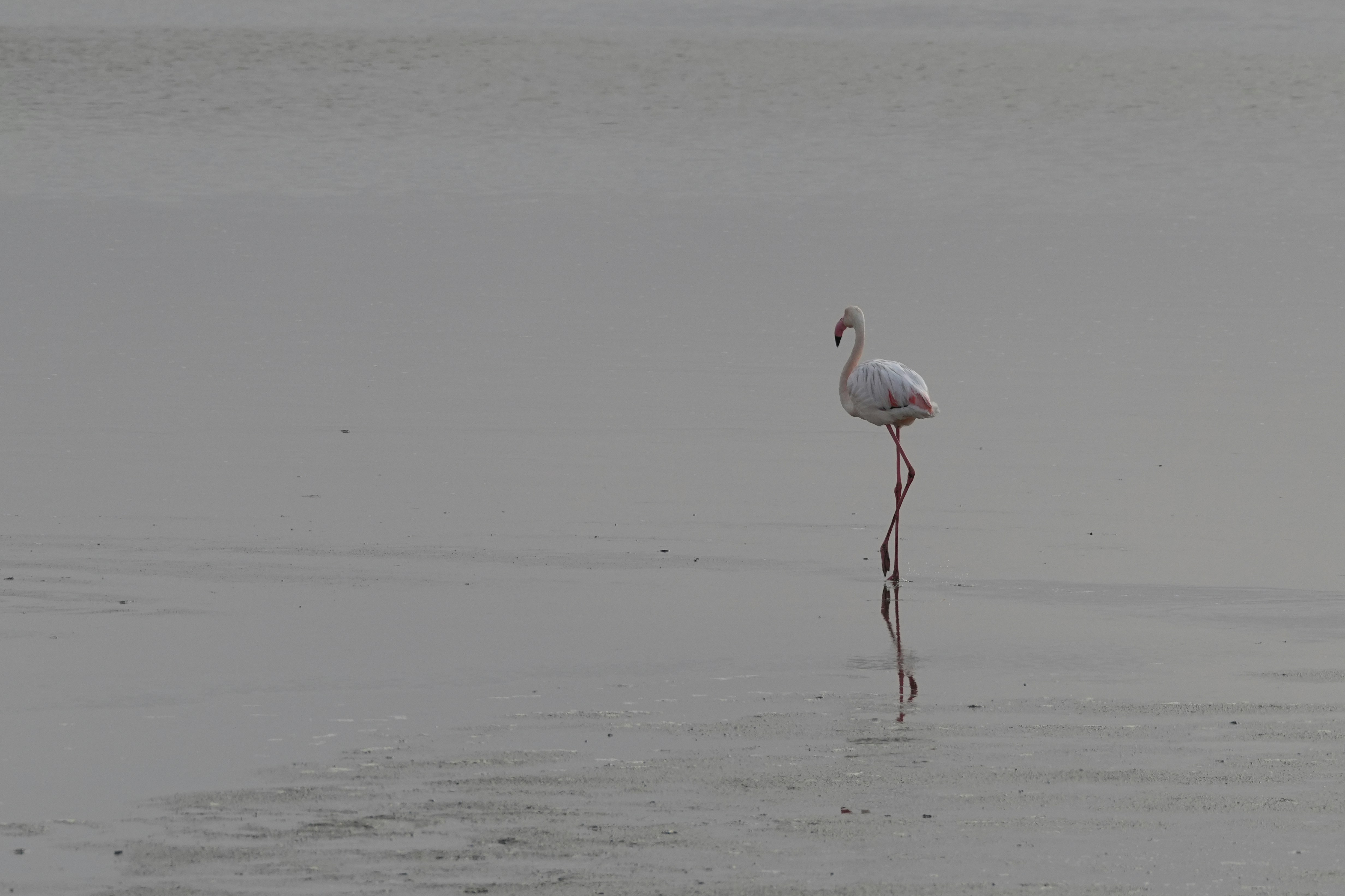 A flamingo stands in the shallow water.
