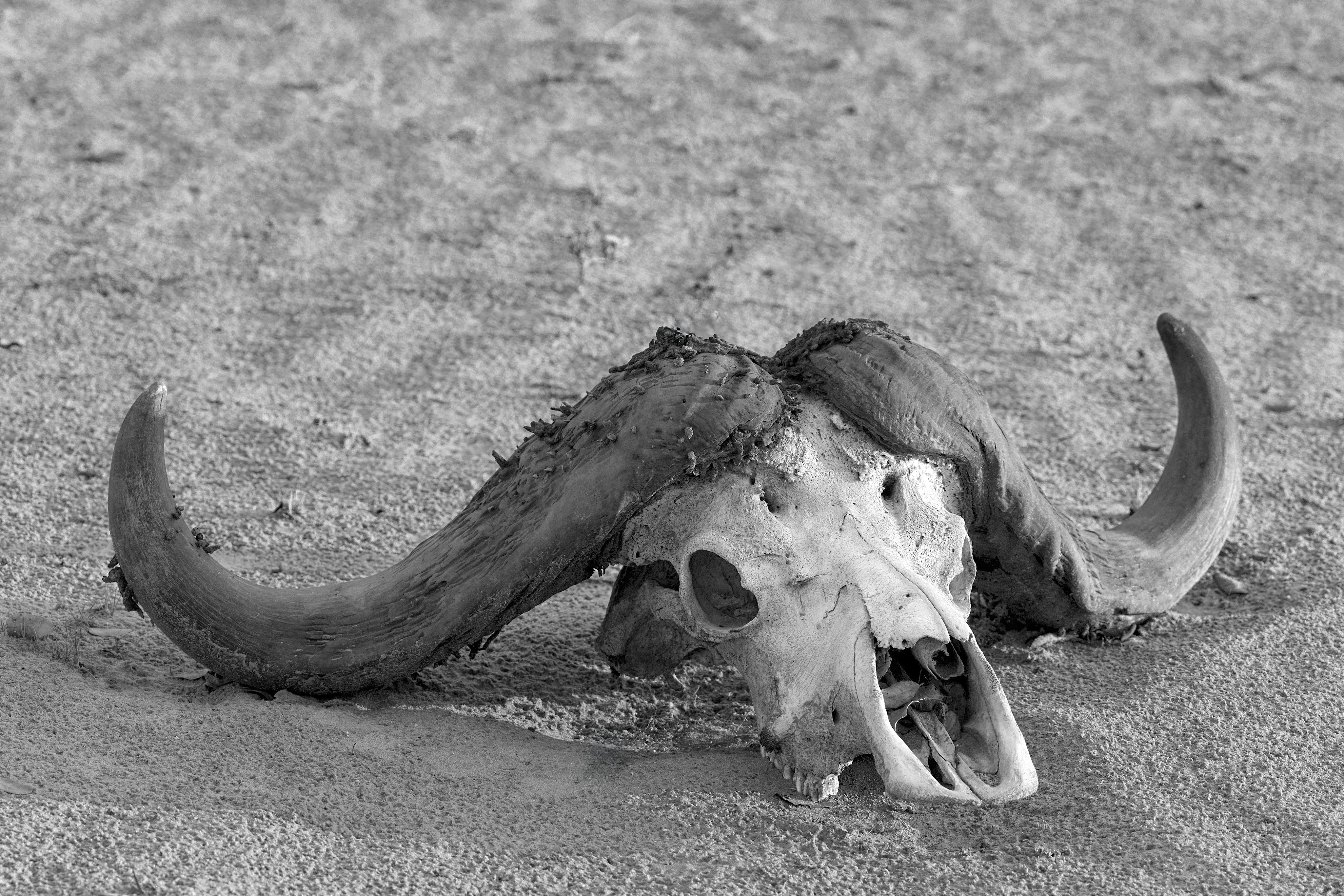 Desert Skull: A Long-Horn Silence on Sand