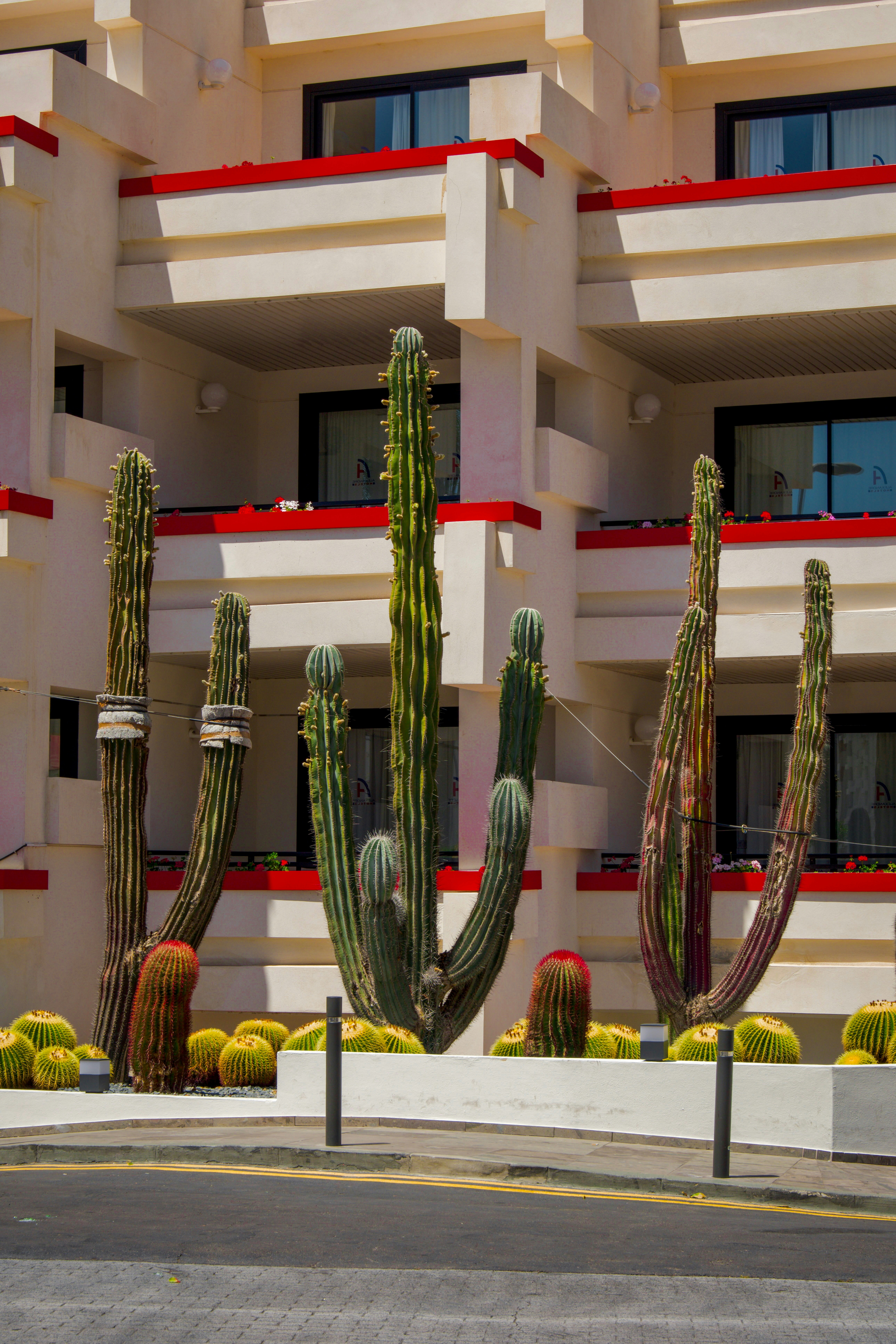 A vibrant arrangement of various cacti in front of a modern building with red accents, showcasing the harmony of nature and architecture.