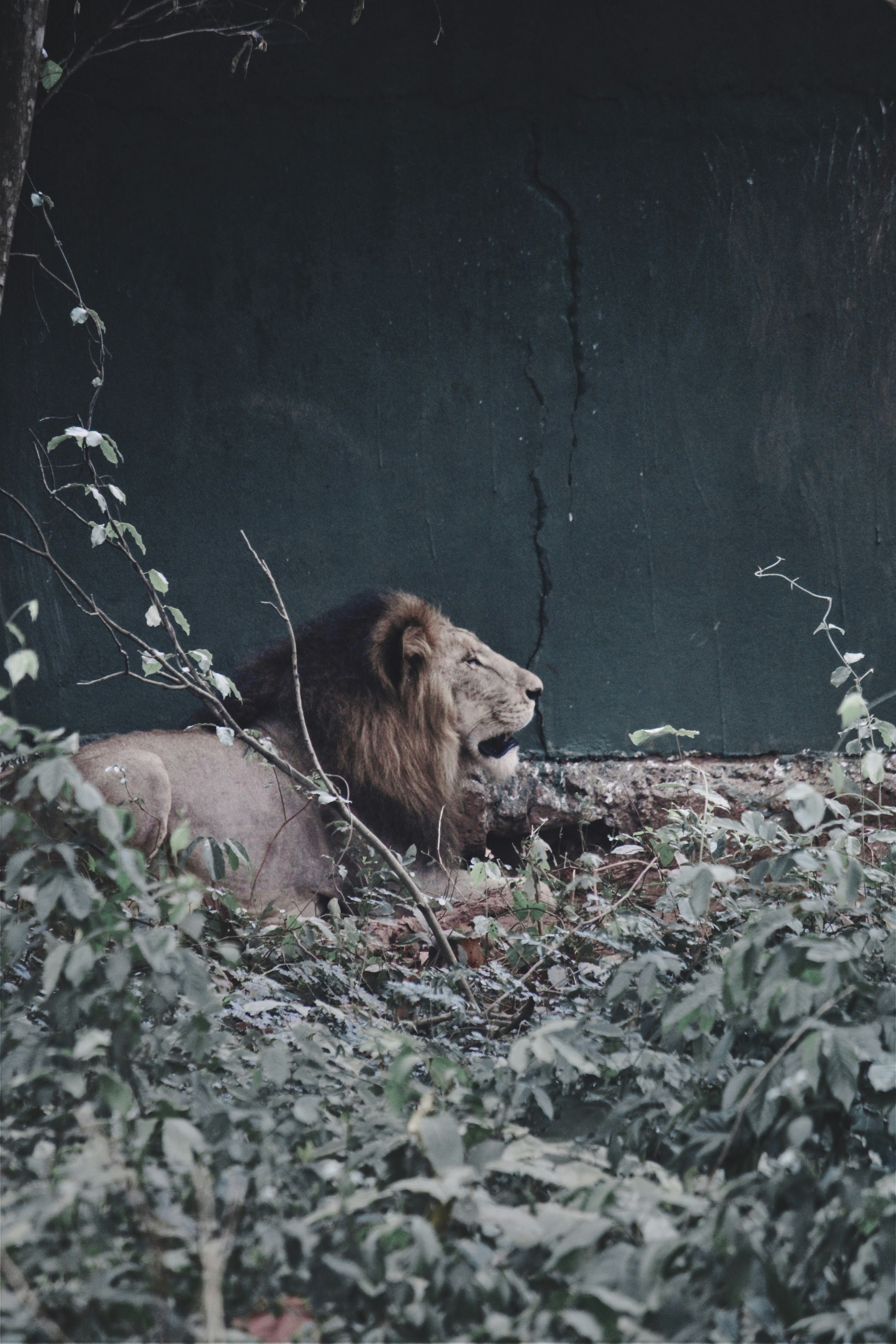 Lone Pride Resting by the Vine-Cragged Wall