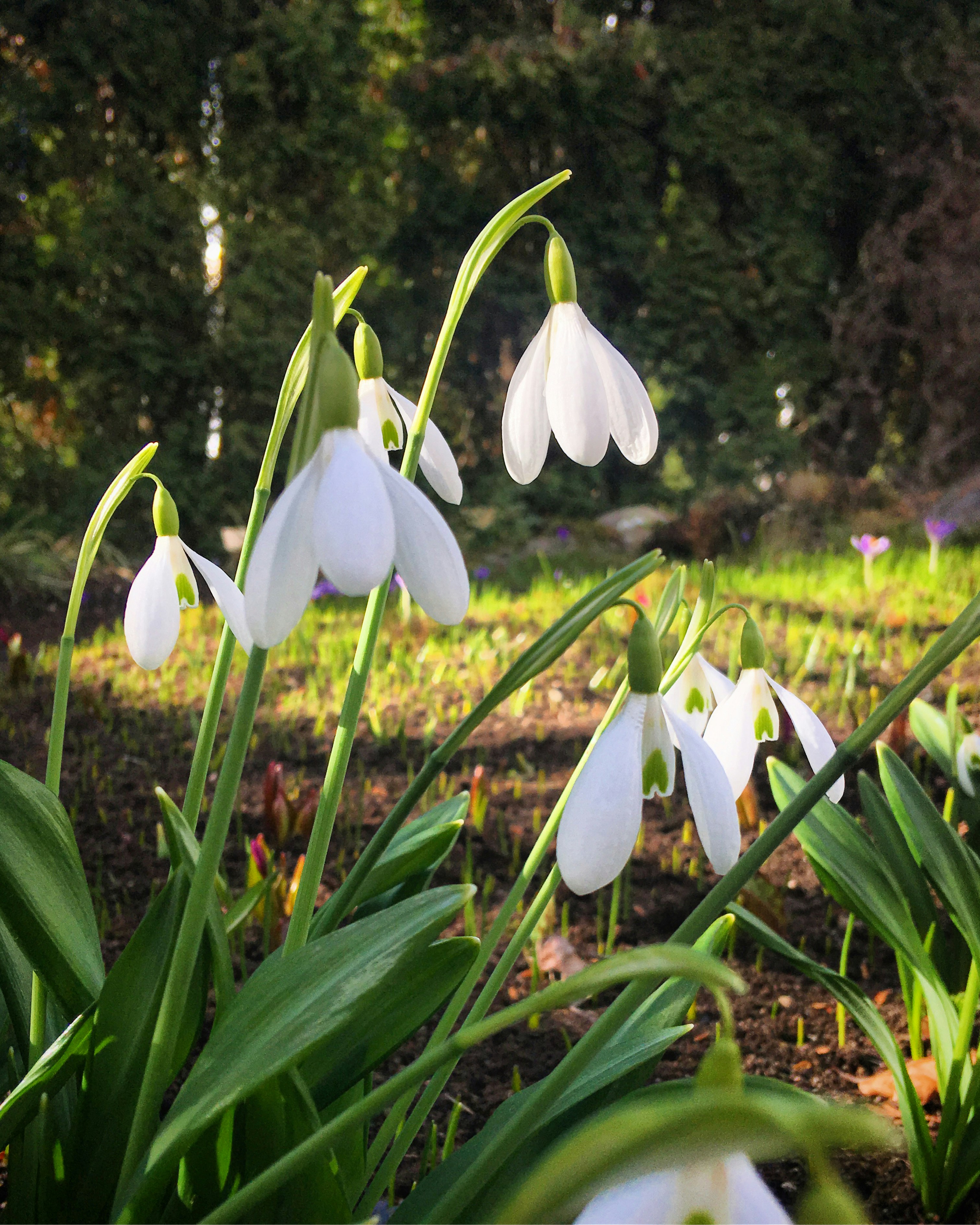 Snowdrops in a Sunlit Clearing