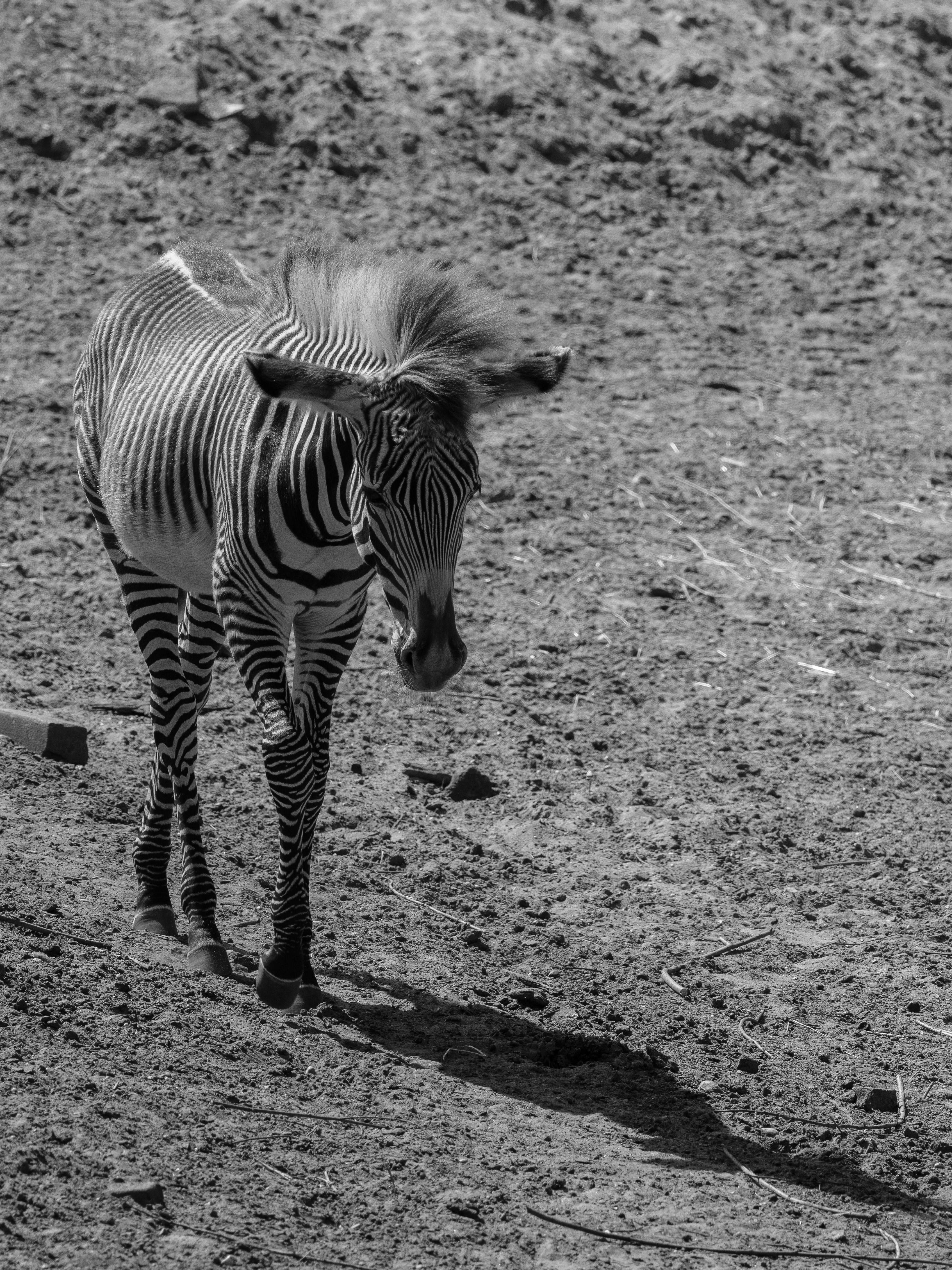 Dusty Pause: A Zebra Stands in Monochrome on a Sunbaked Plain