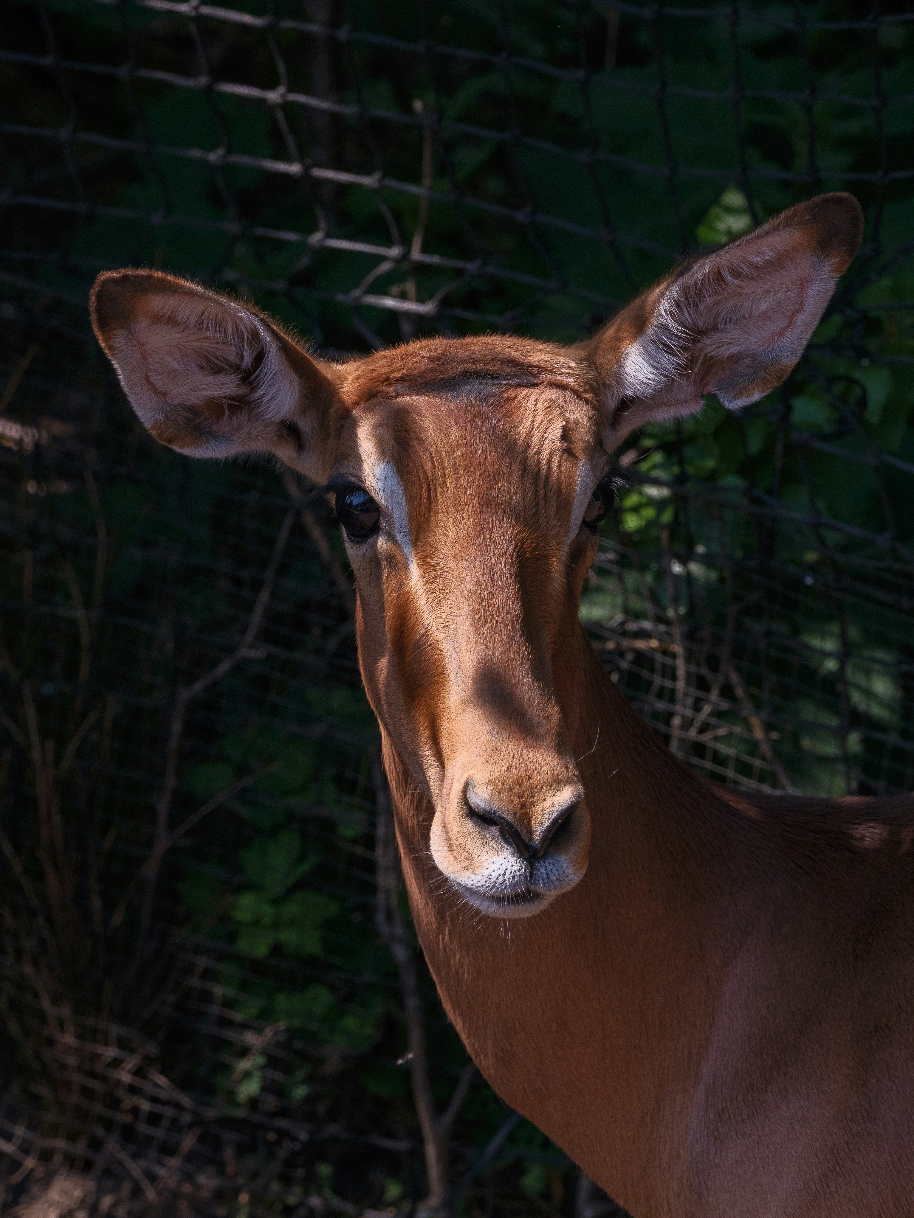 Amber Gaze Behind a Shadowed Mesh